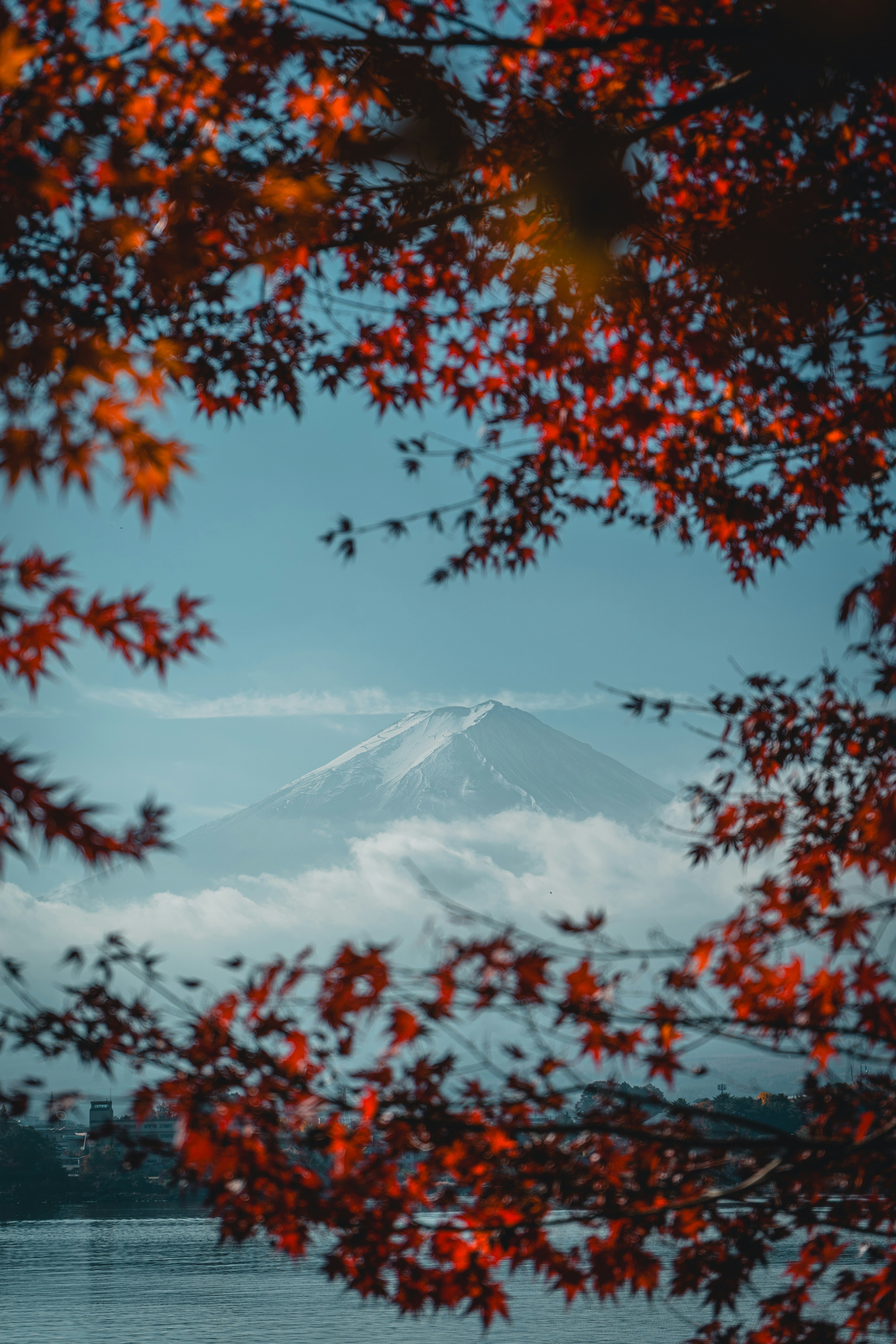 Mt. Fuji Framed by Crimson Autumn Fronds