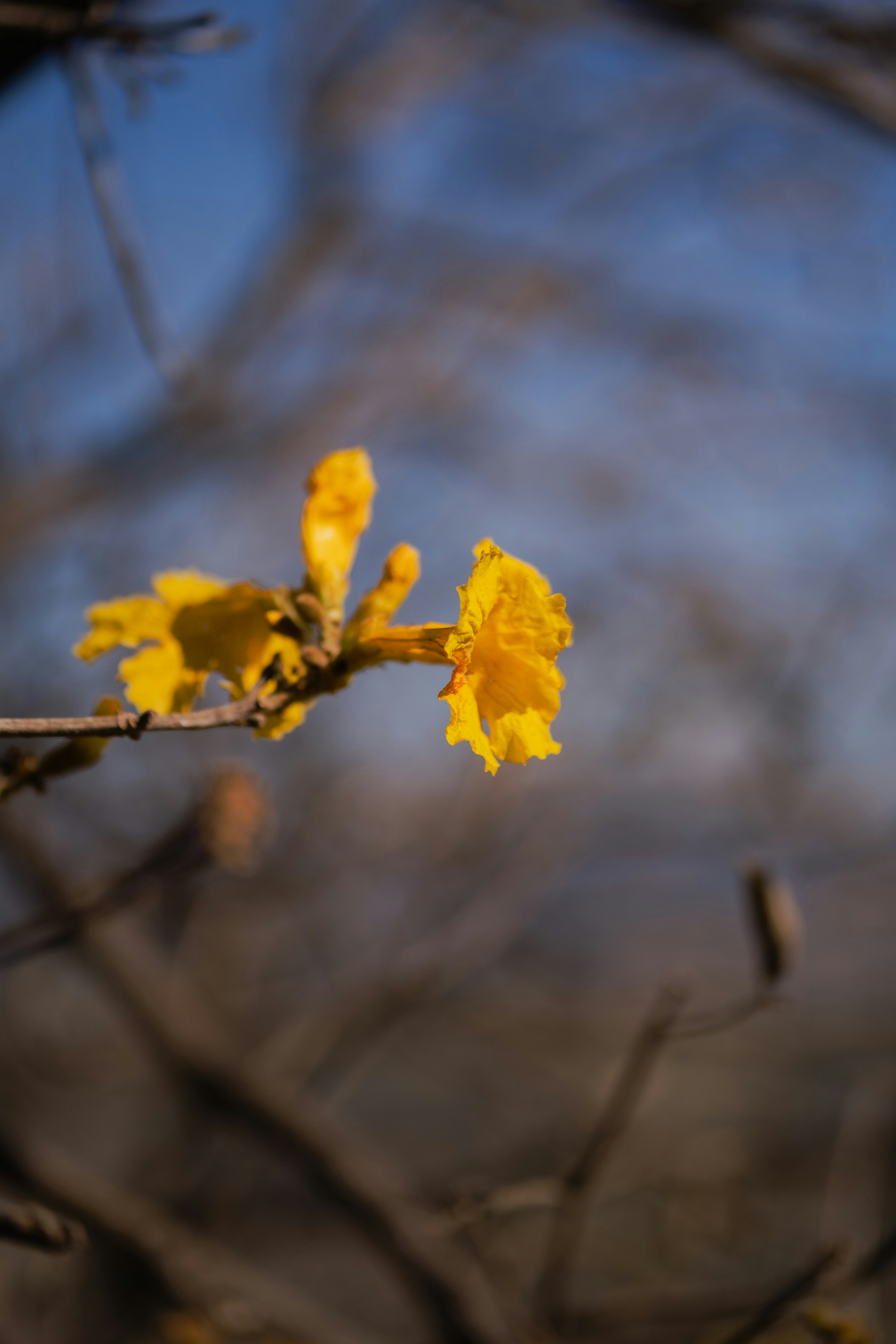 Yellow blossom on a thin branch against a blurred blue sky backdrop