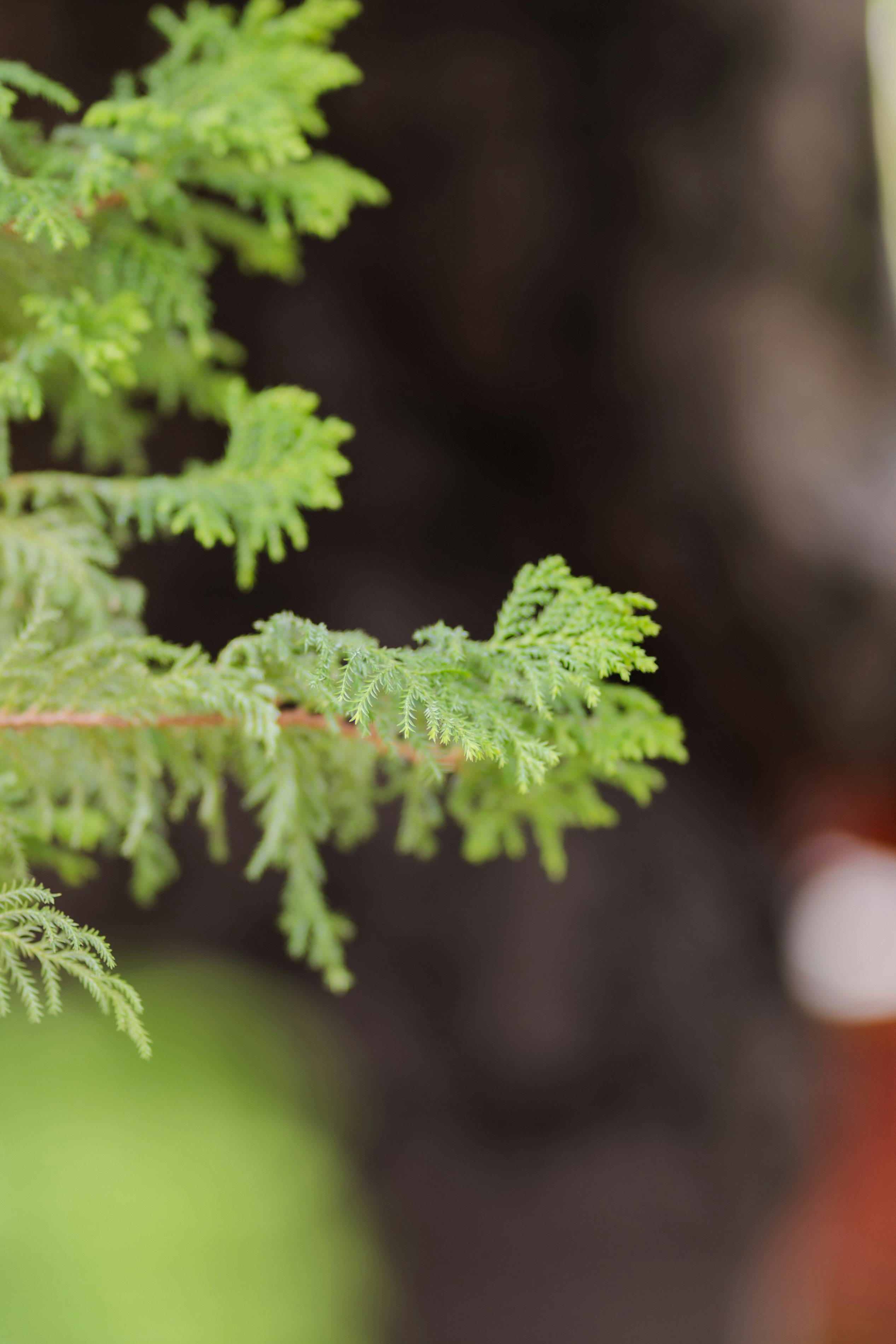 Crimson Fern Fronds in Quiet Focus
