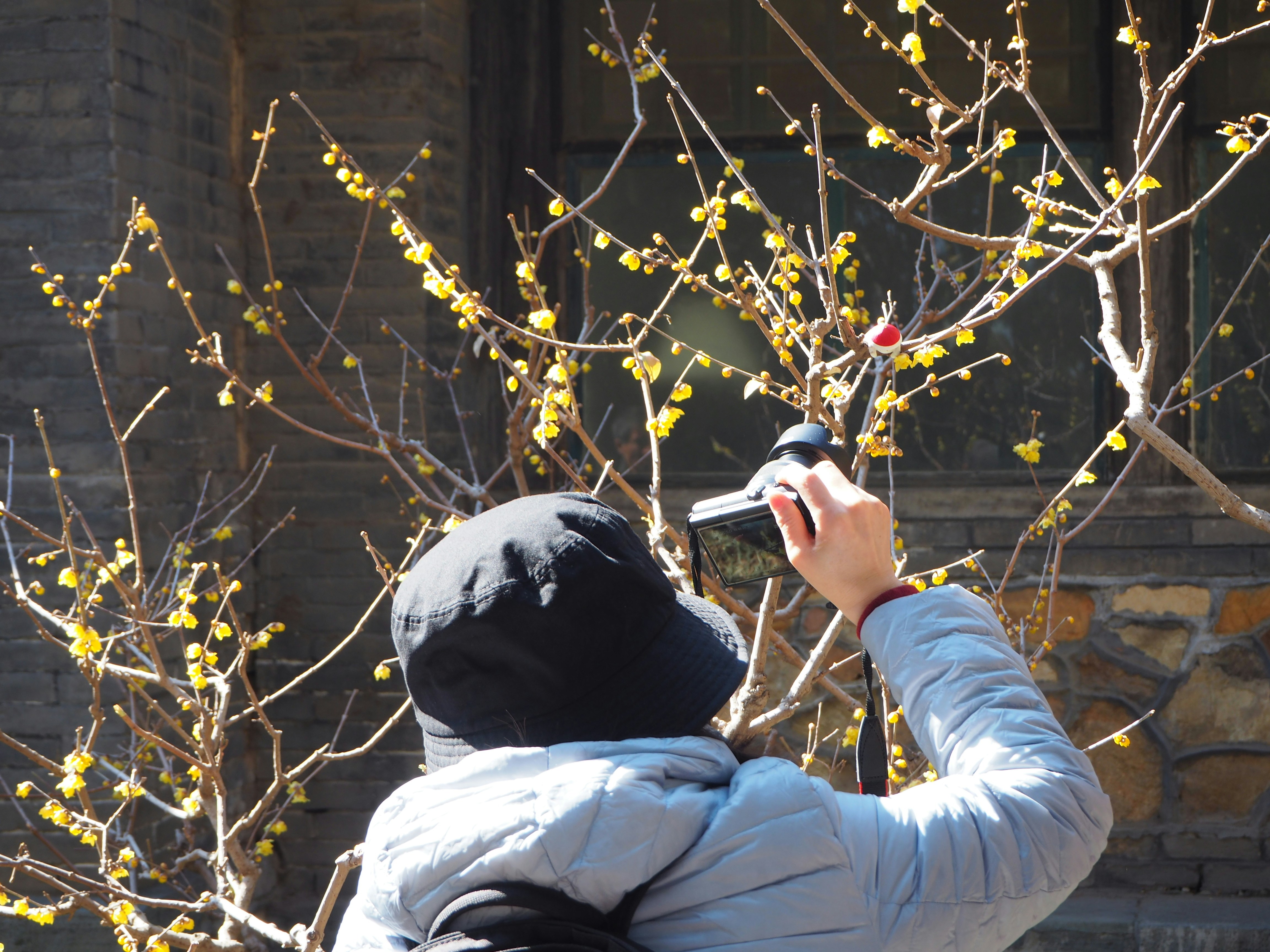 Portrait in Winter Branches: A Photographer in Action