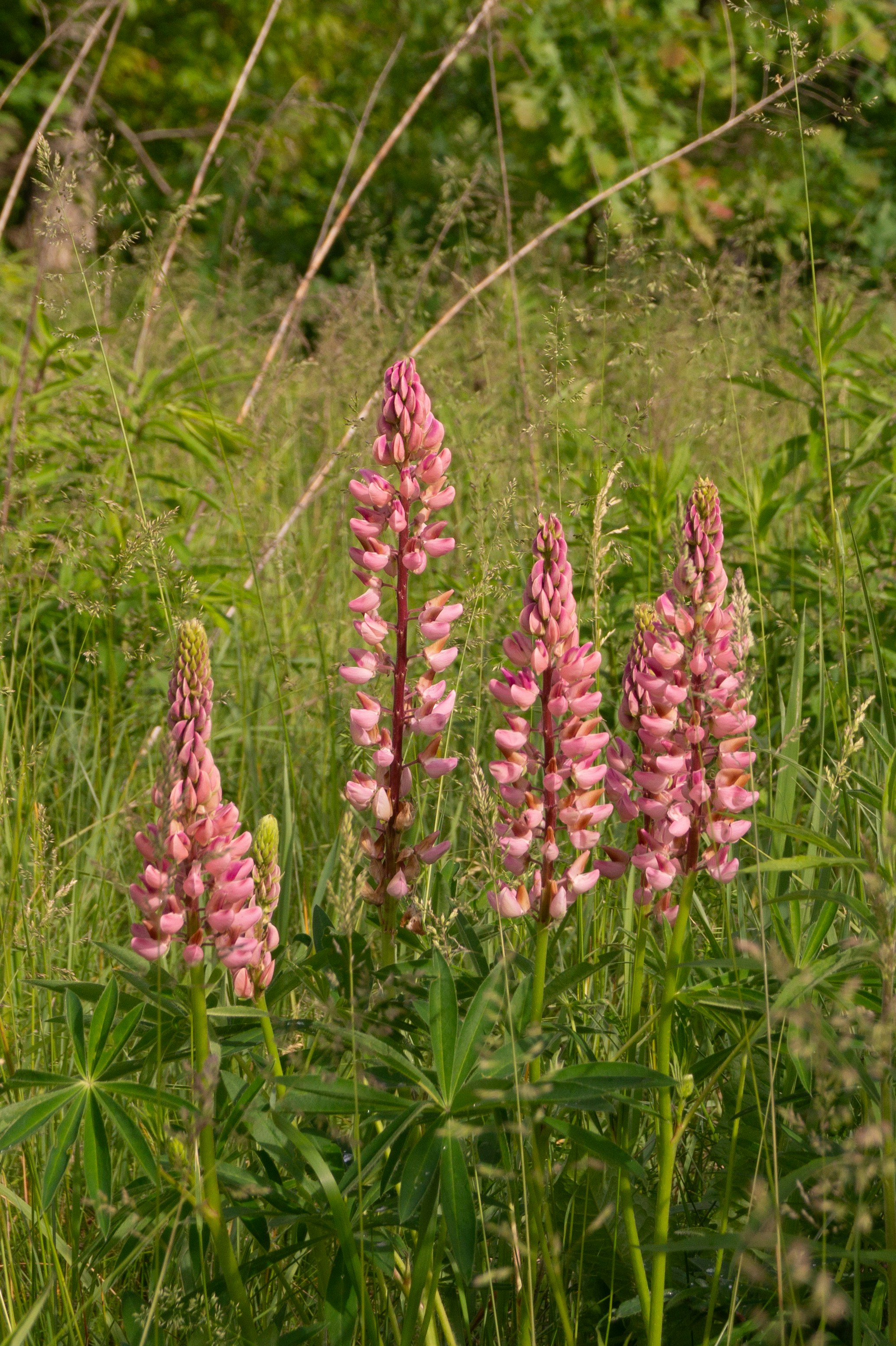 Pink Lupine Cluster Reaching Through Spring Grass