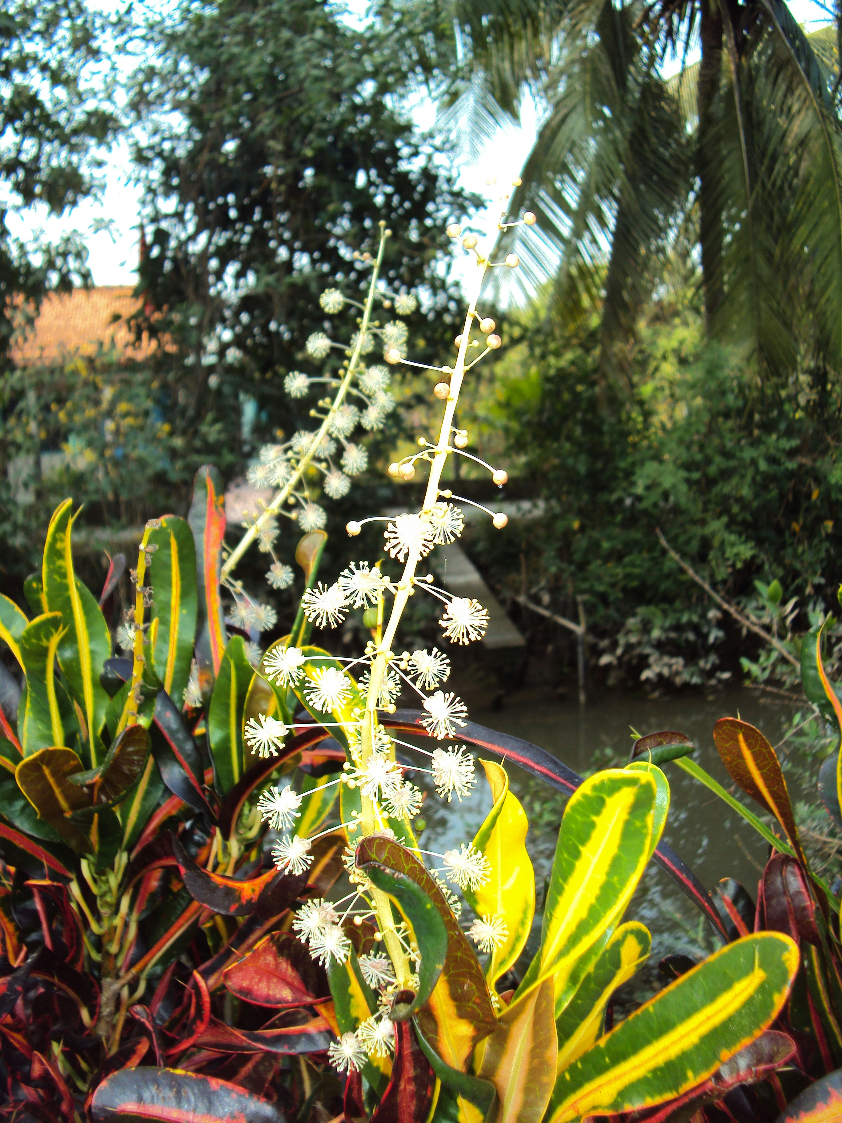 Floating Flower Stems Above Glossy Leaves by a Garden Stream