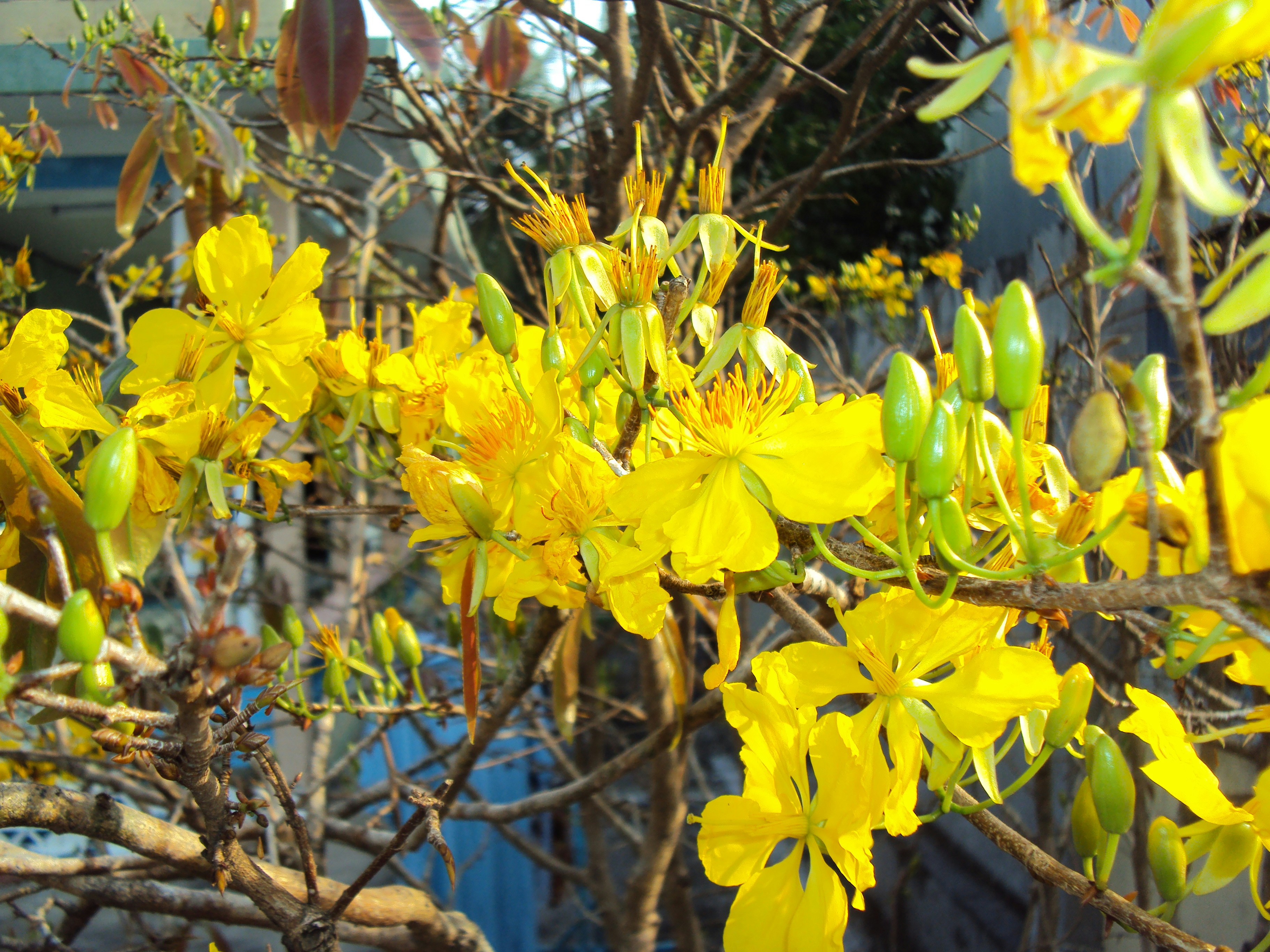 Bright Yellow Blossoms Bursting Across a Gnarled Branch
