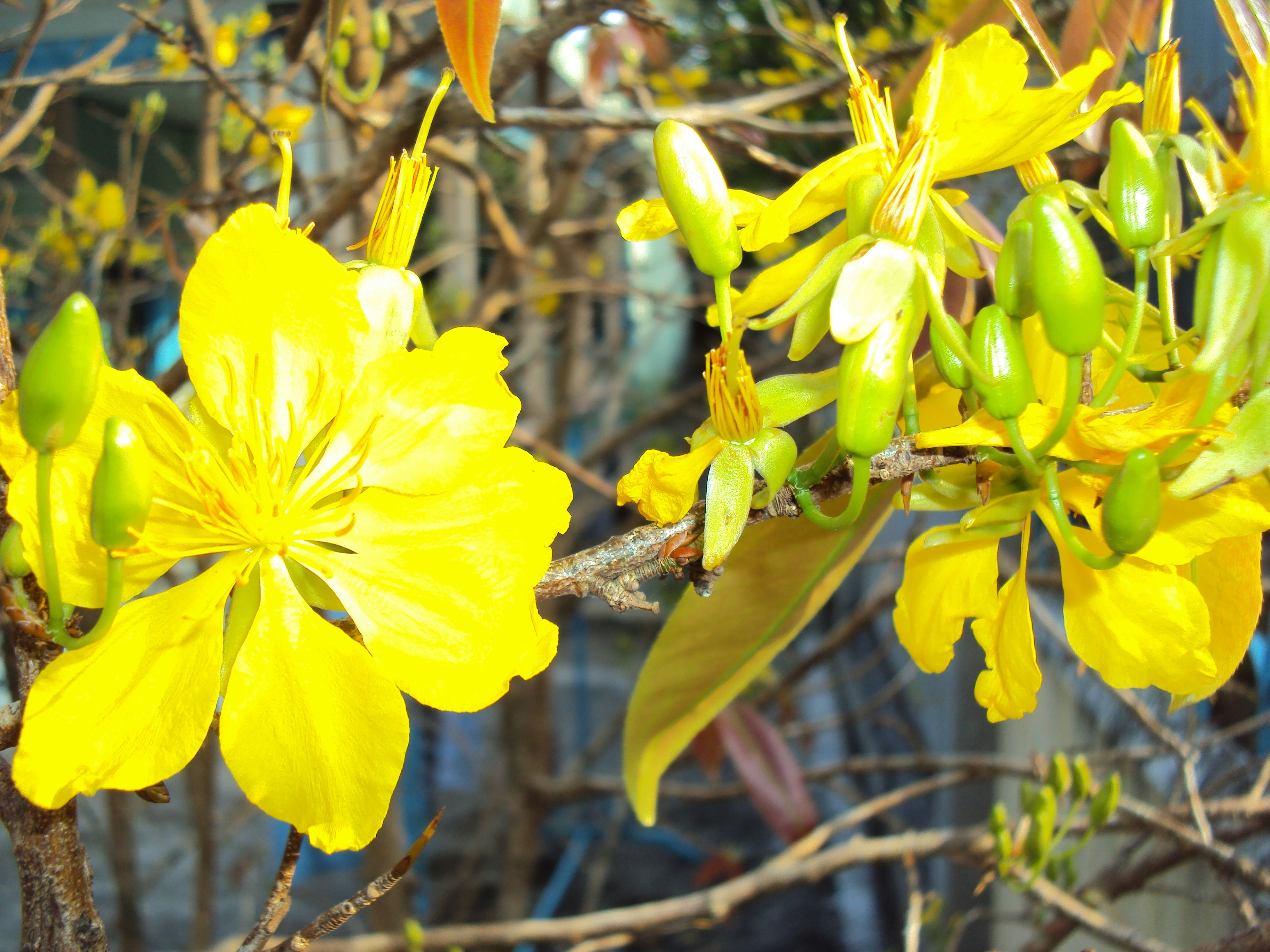 Sunlit Yellow Bloom: A Close-up of Radiant Hibiscus-Like Flowers
