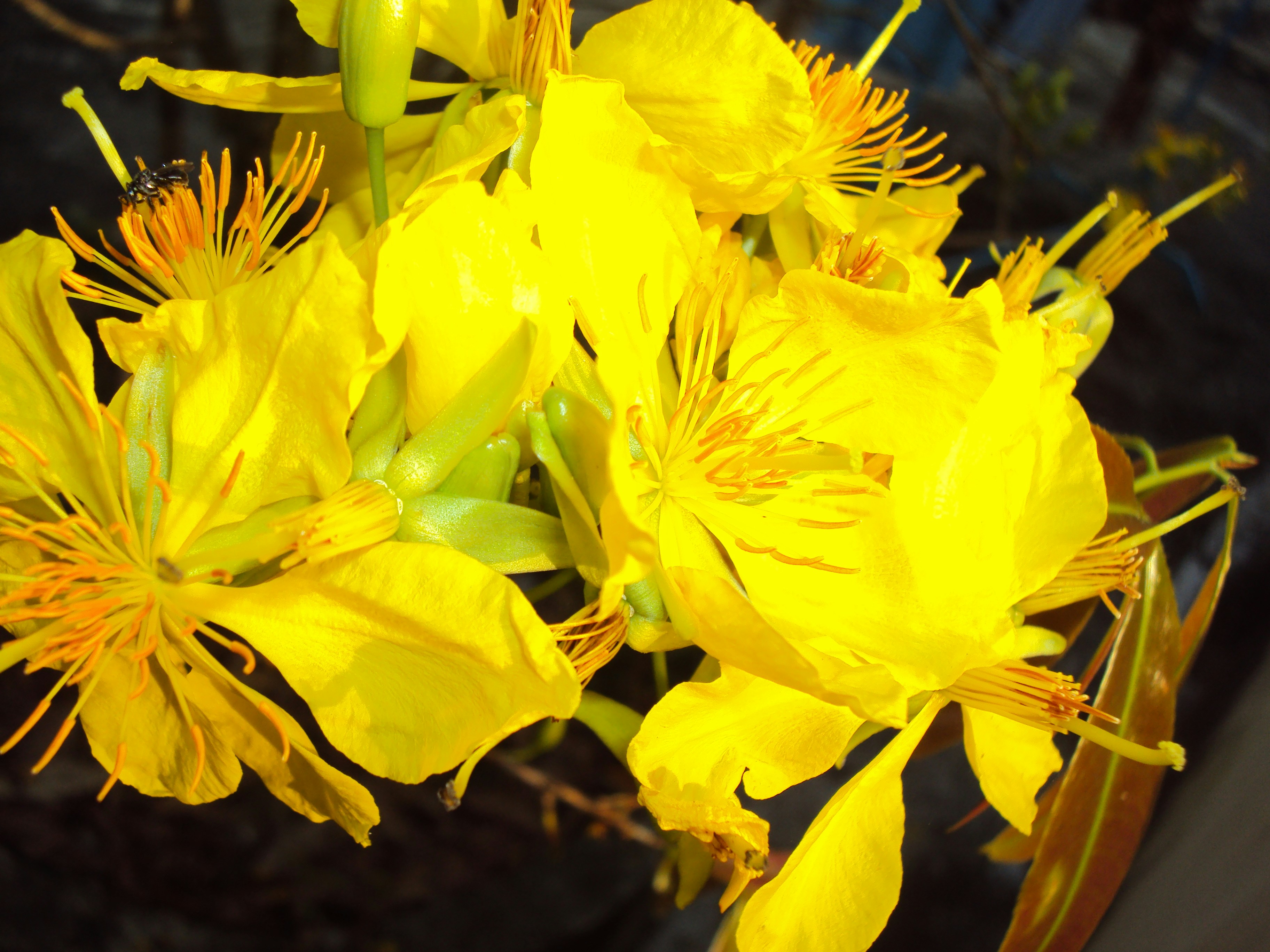 Sunburst in Bloom: A Cluster of Rich Yellow Blossoms