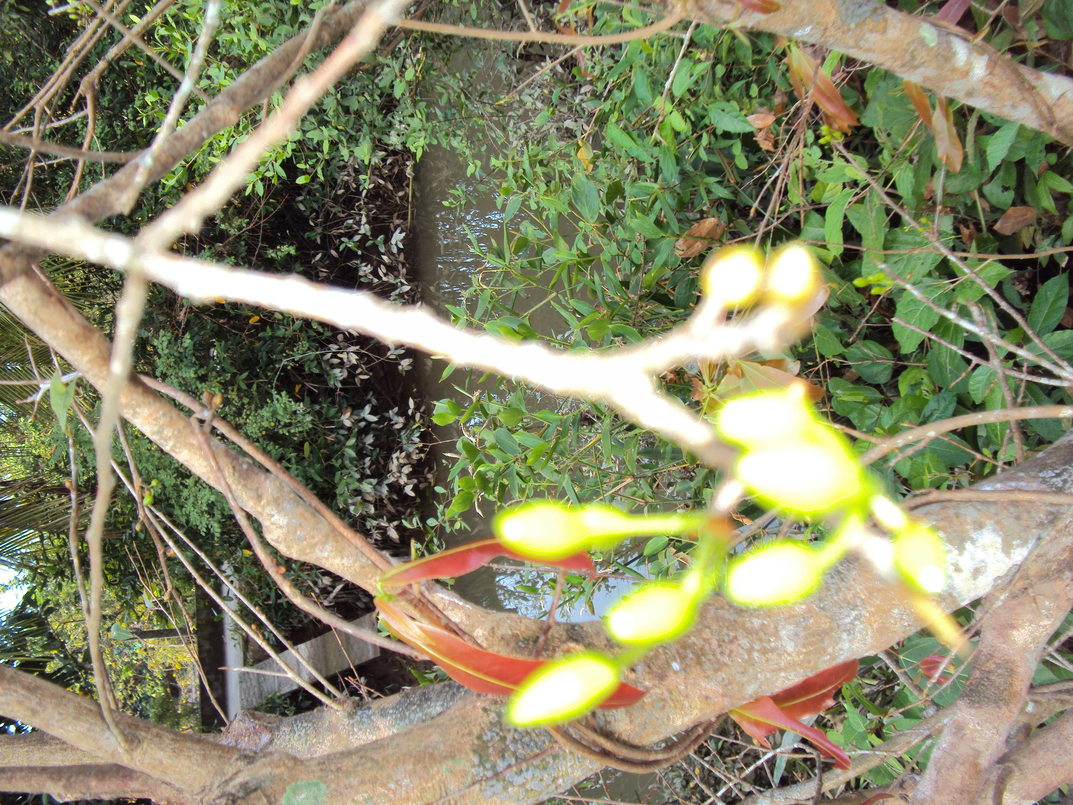 Overgrown Branches Framing a Quiet Courtyard