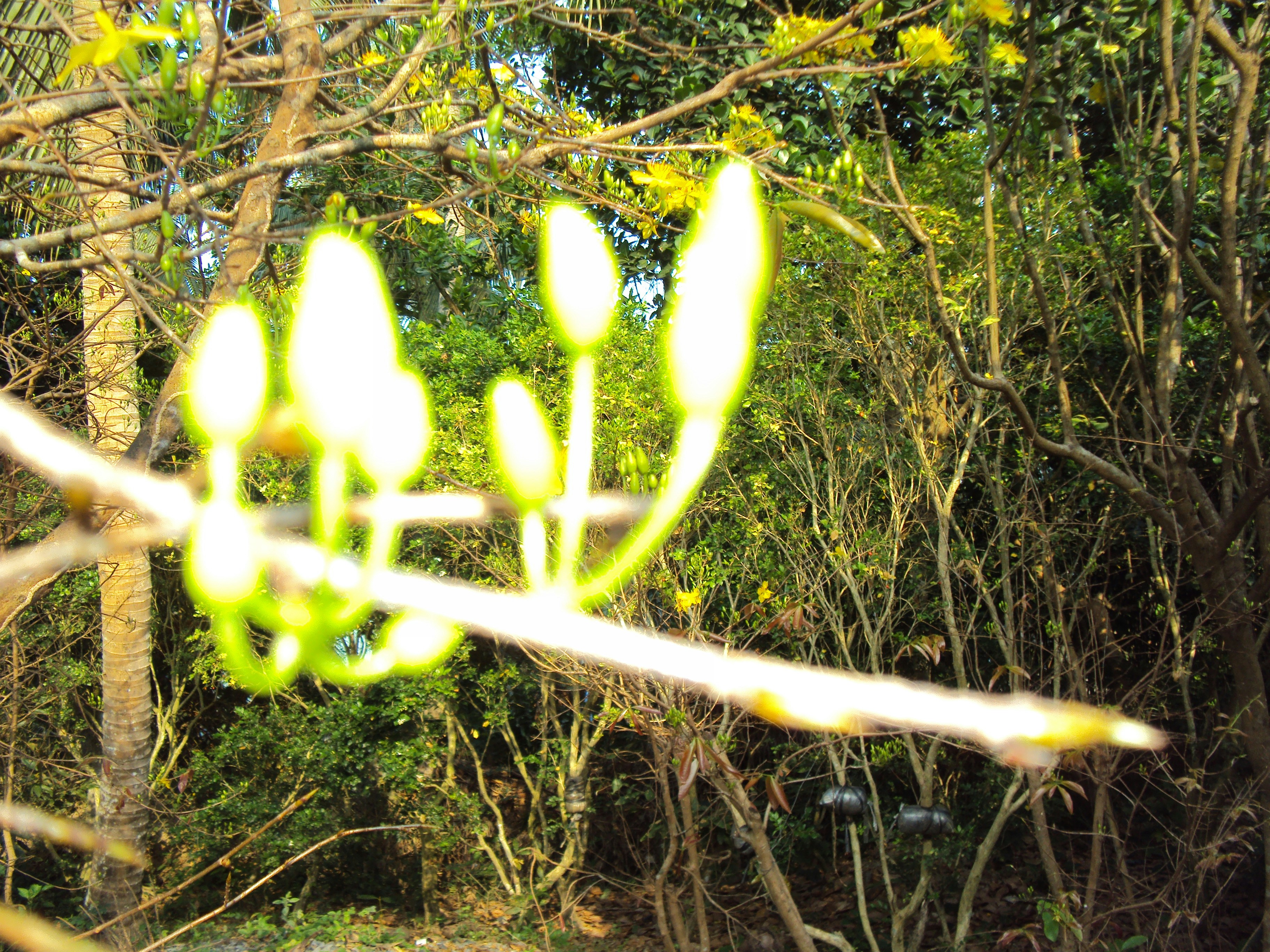 Sunlit Buds in a Quiet Forest