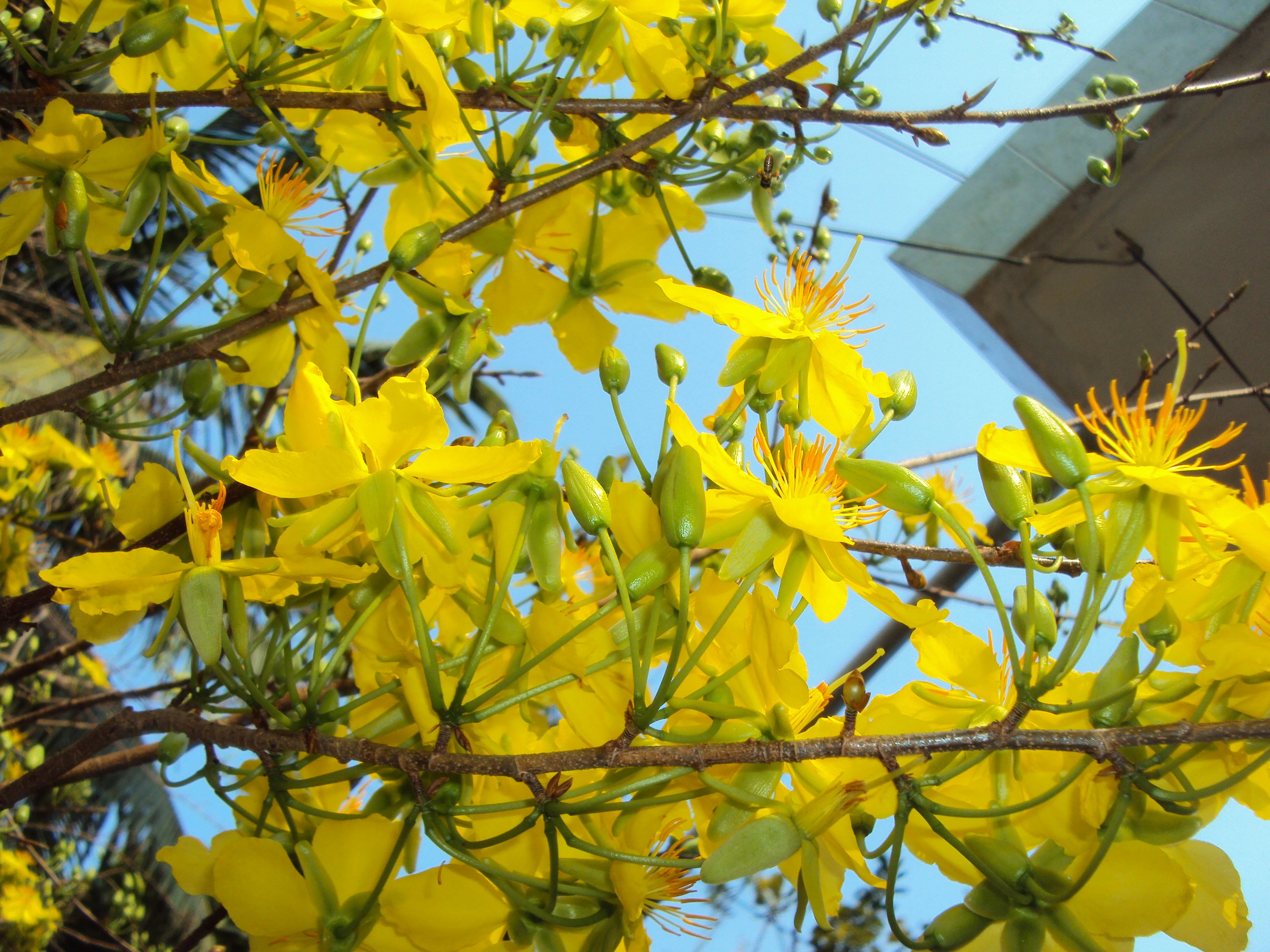 Sunlit Yellow Blossoms Crown a Twisted Branch