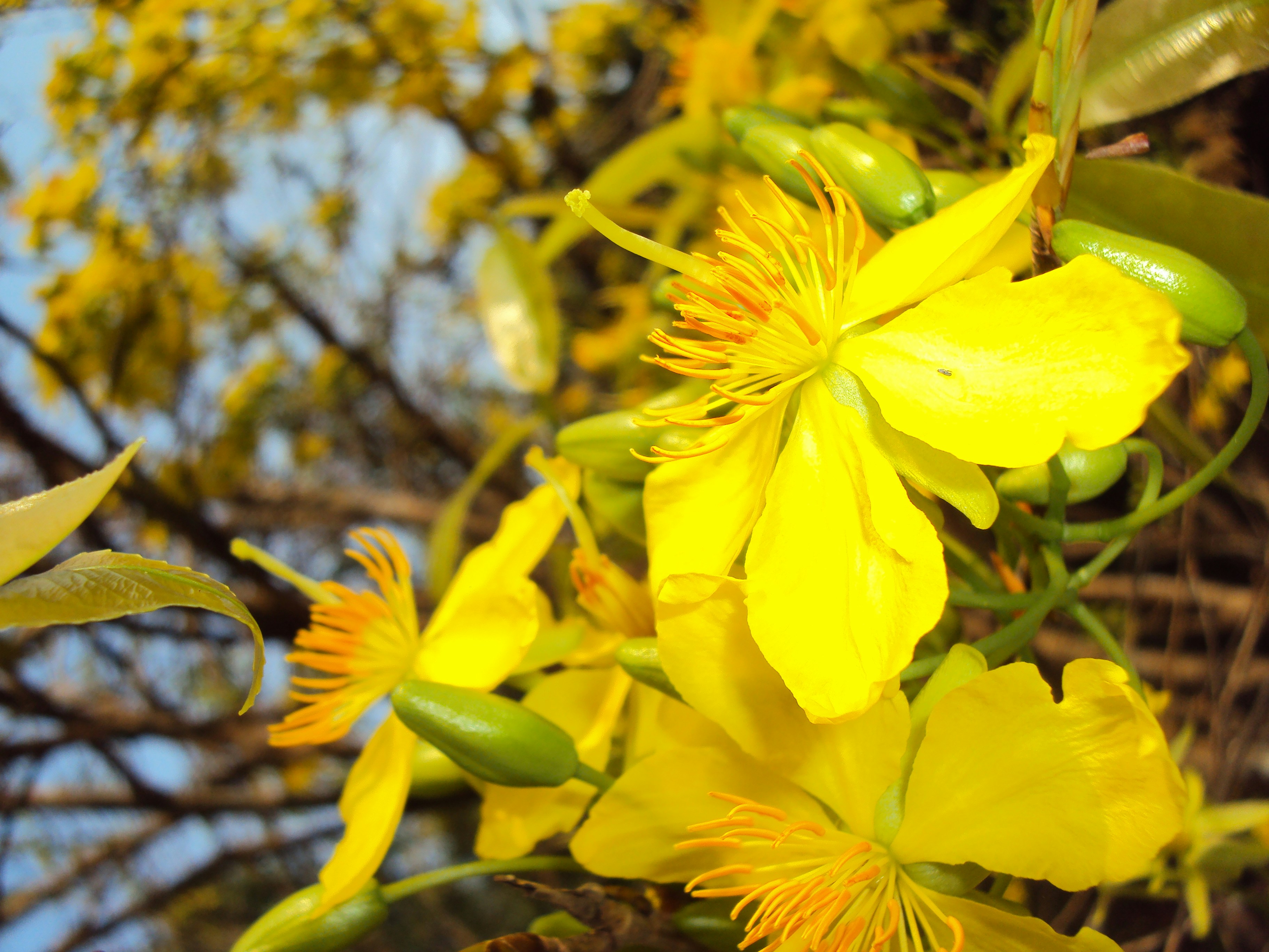 Sunlit Bastions: A Cascade of Golden Blooms