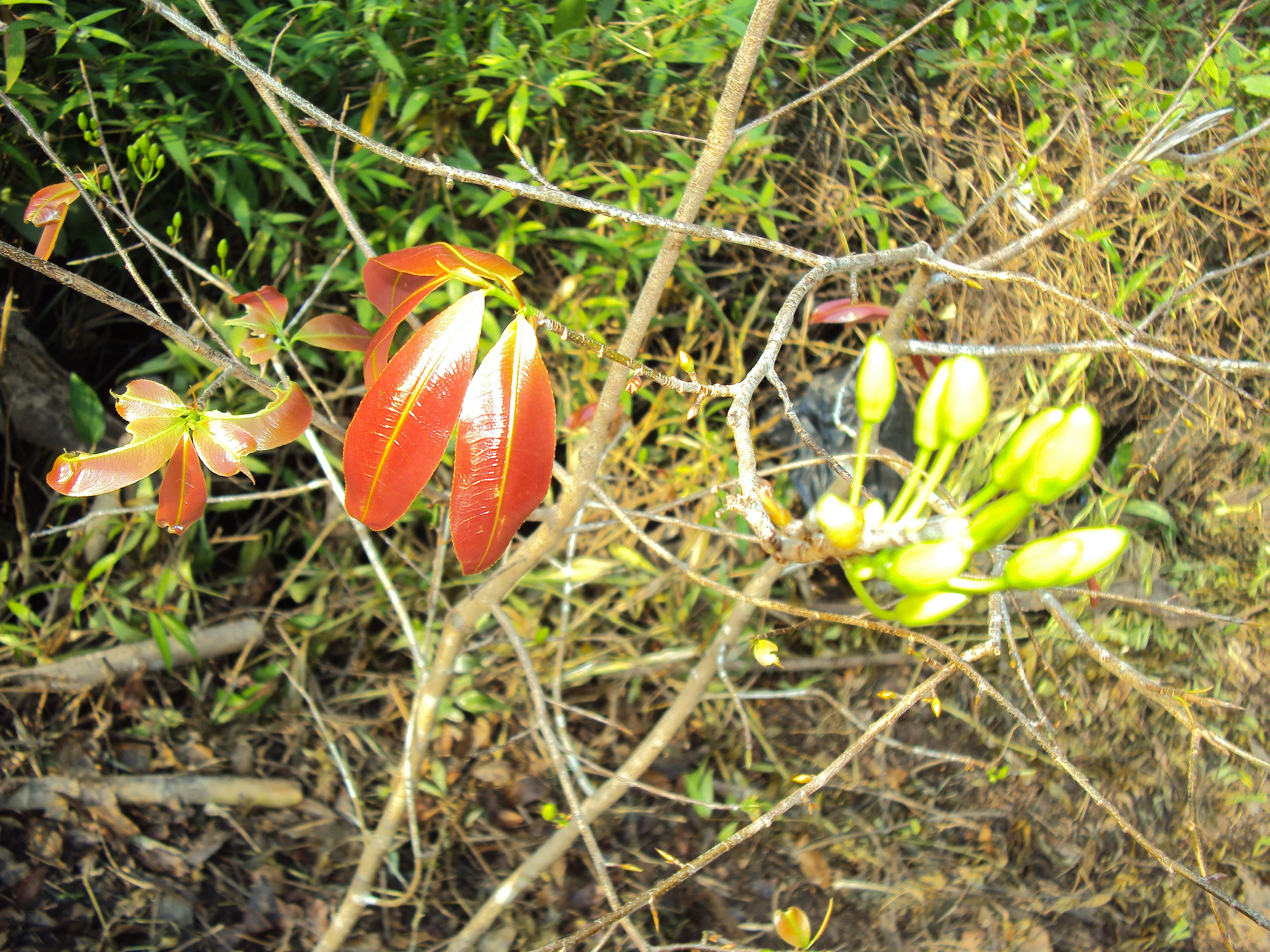 Red Leaves in a Web of Branches