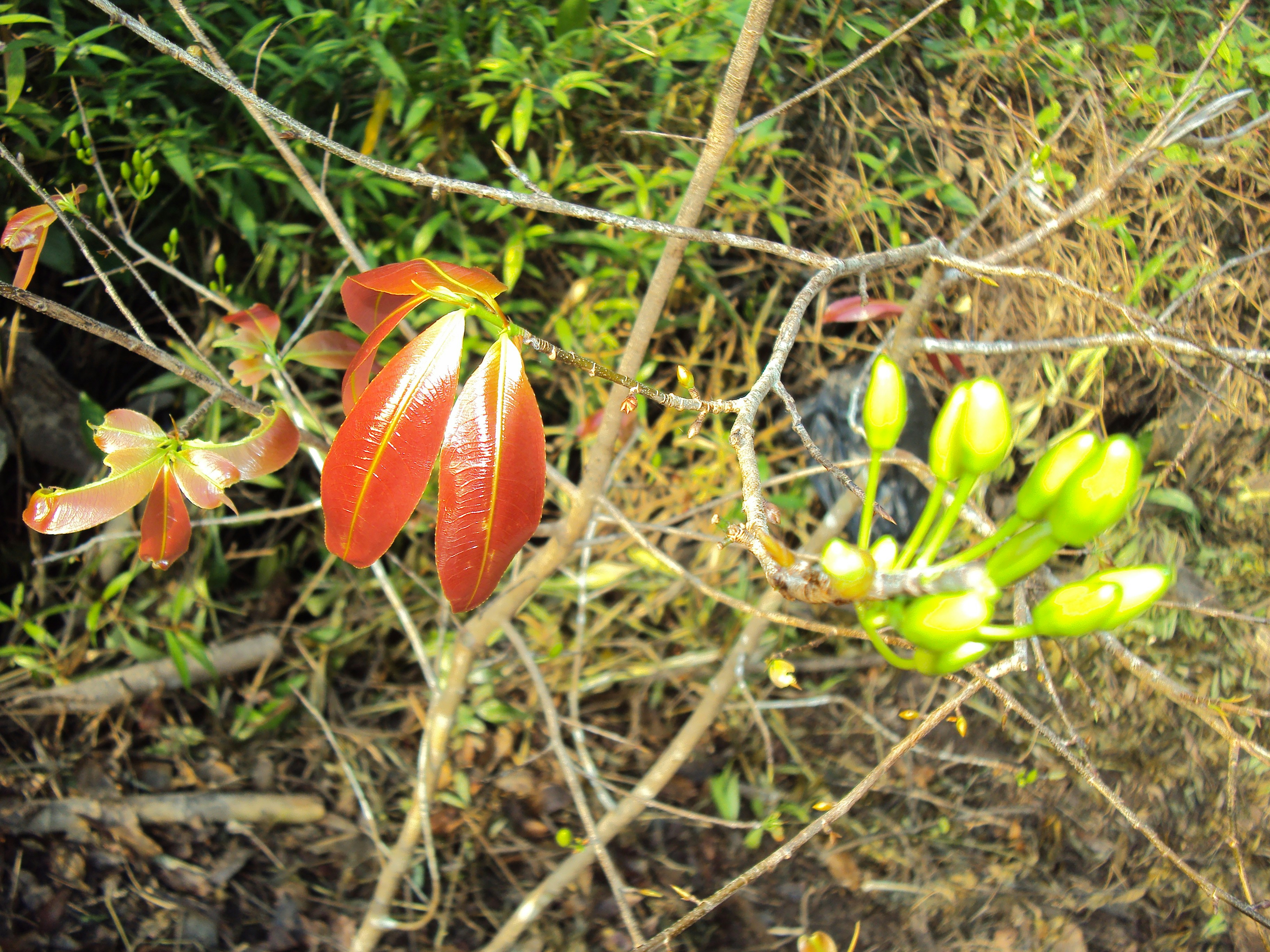 Red-leaved Buds Amid Winter Tangled Branches