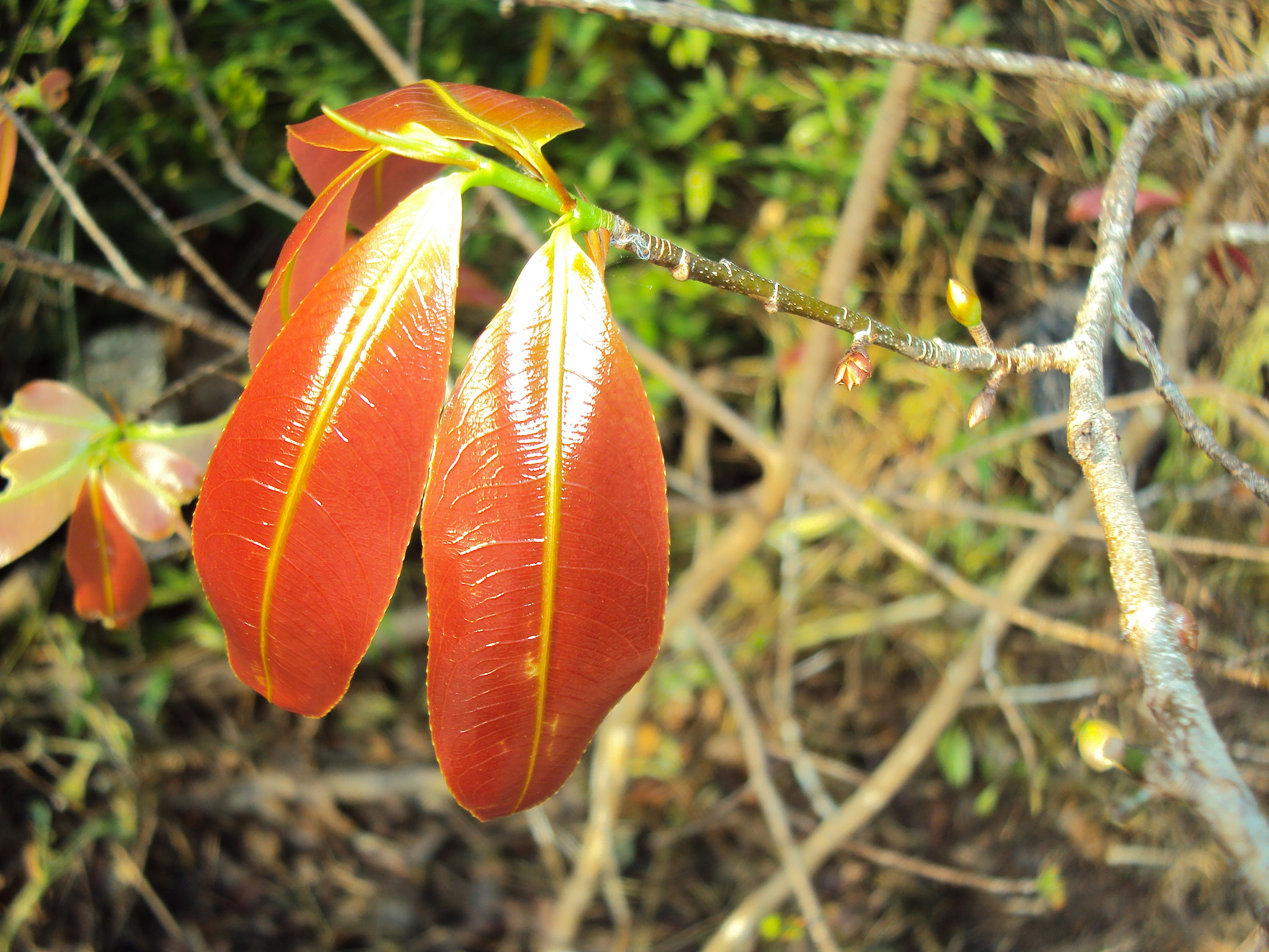 Crimson Seedpods Adorn a Slender Branch in Autumn Light