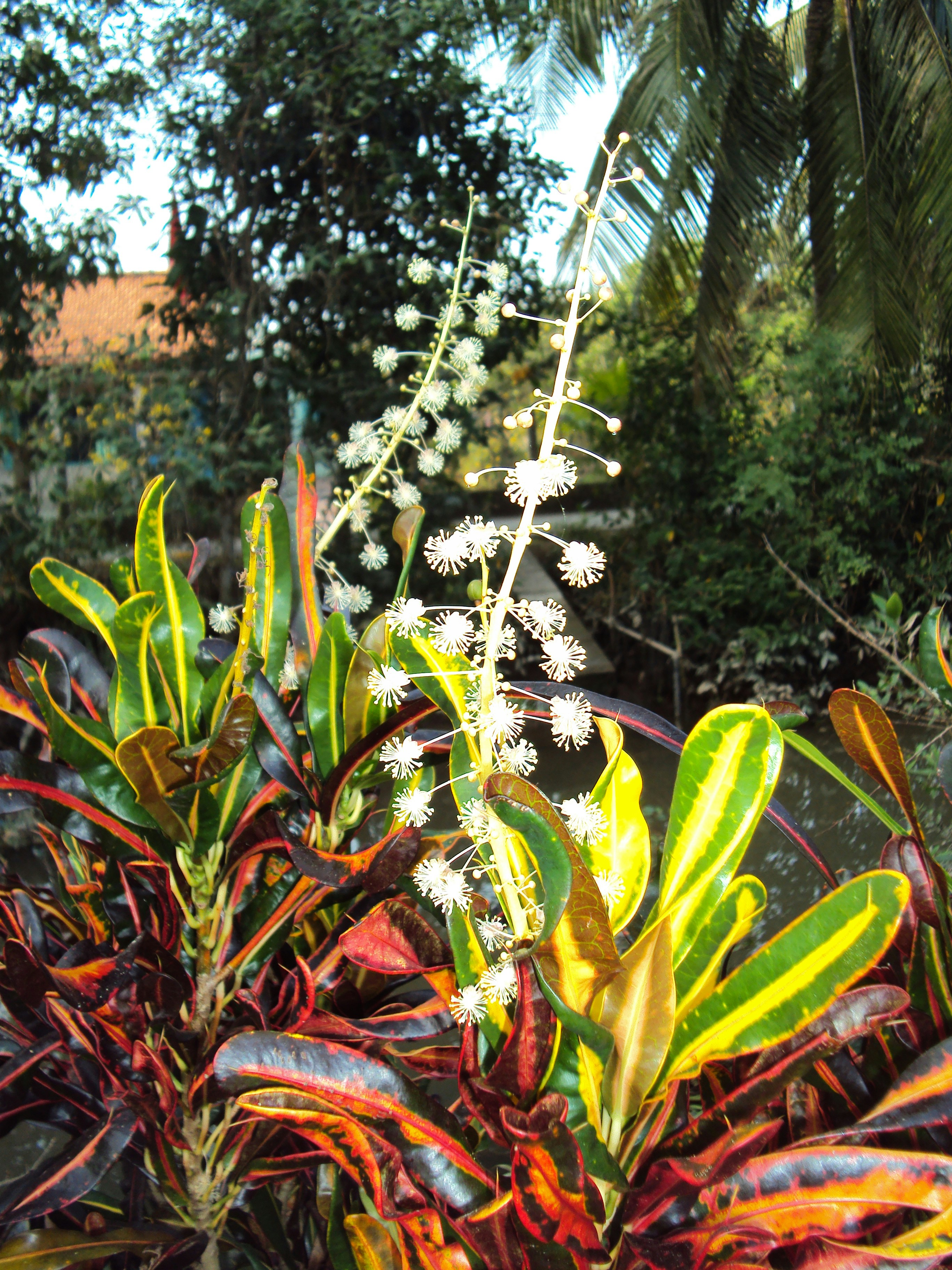 Floral Spike Rising Above Multicolor Foliage