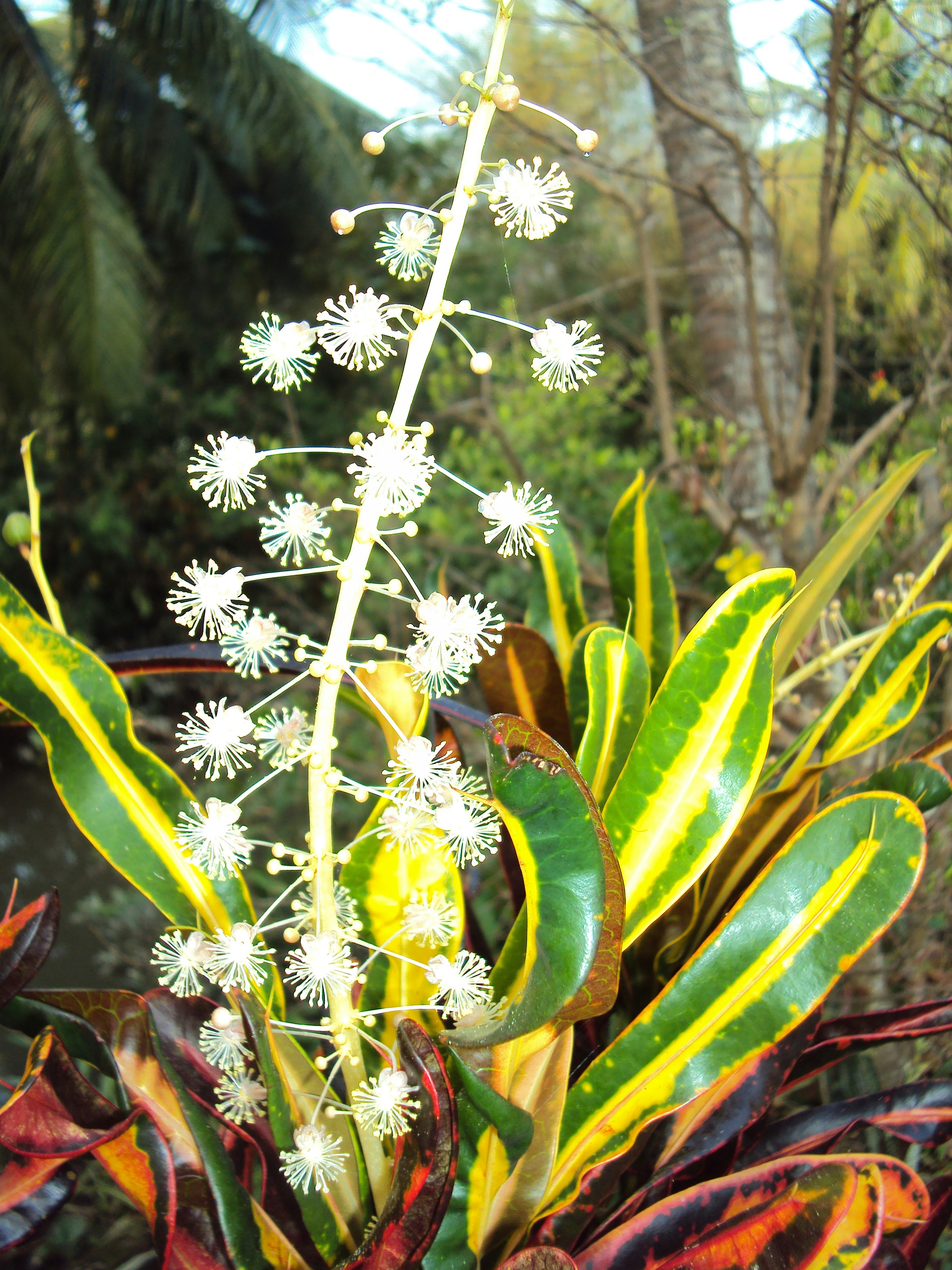 Starlit Sprigs: White Beads Ascend the Jardin Stem