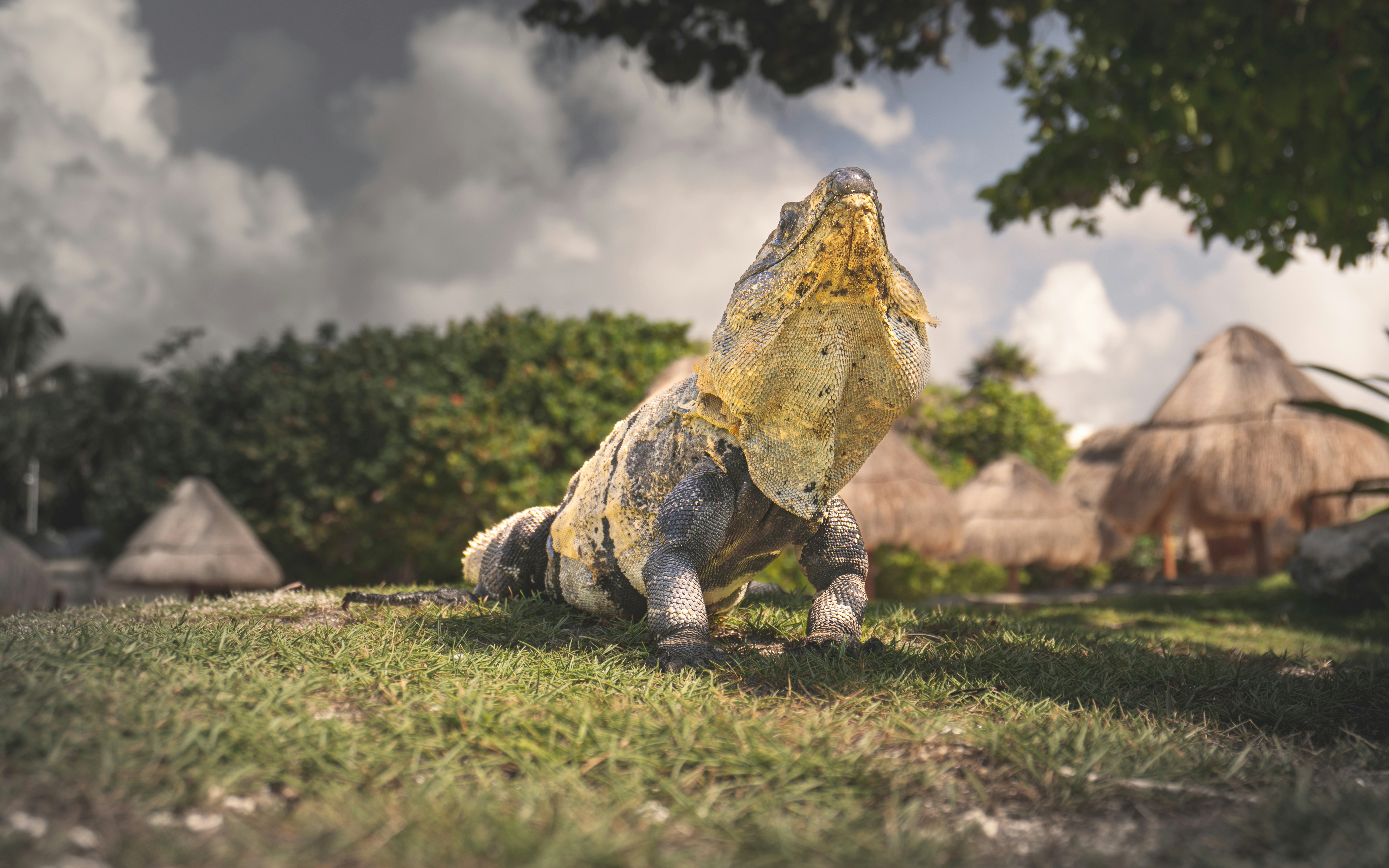 Lizard Sentinel: A Giant in the Grassyard