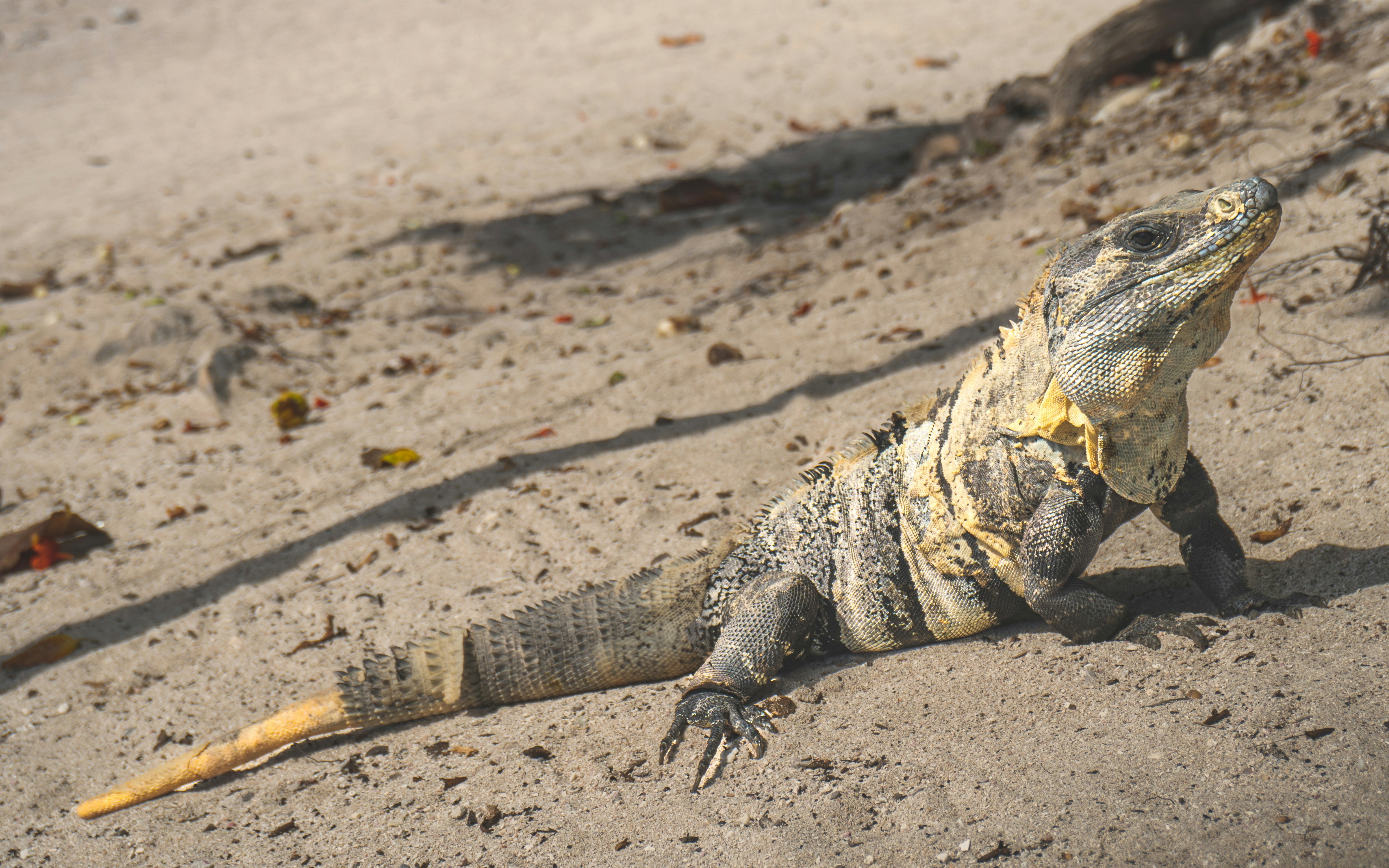 Sunlit Sand-Scaled Stare: A Land Iguana on Dune Percussion
