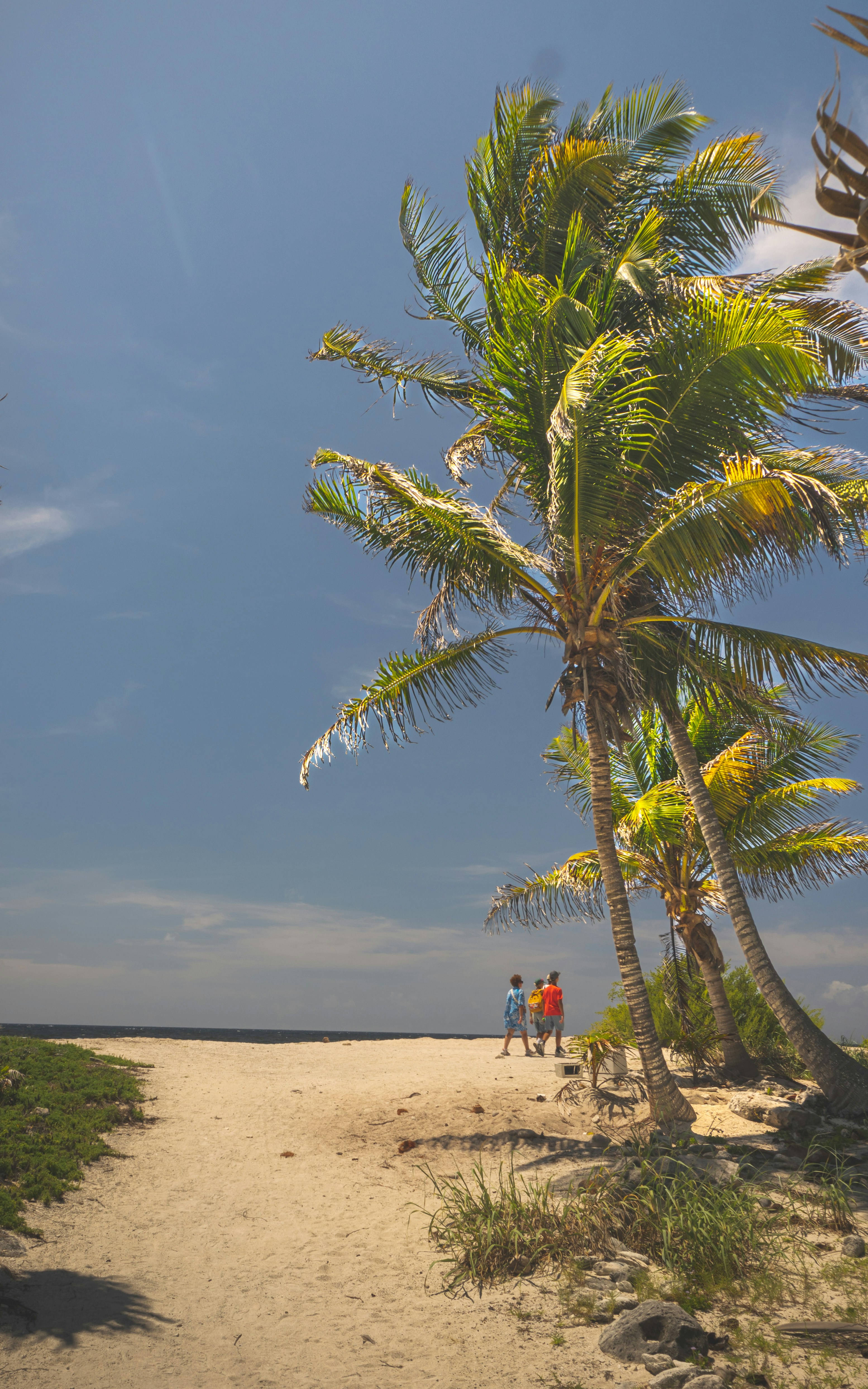 Palm Shade and Beach Stroll
