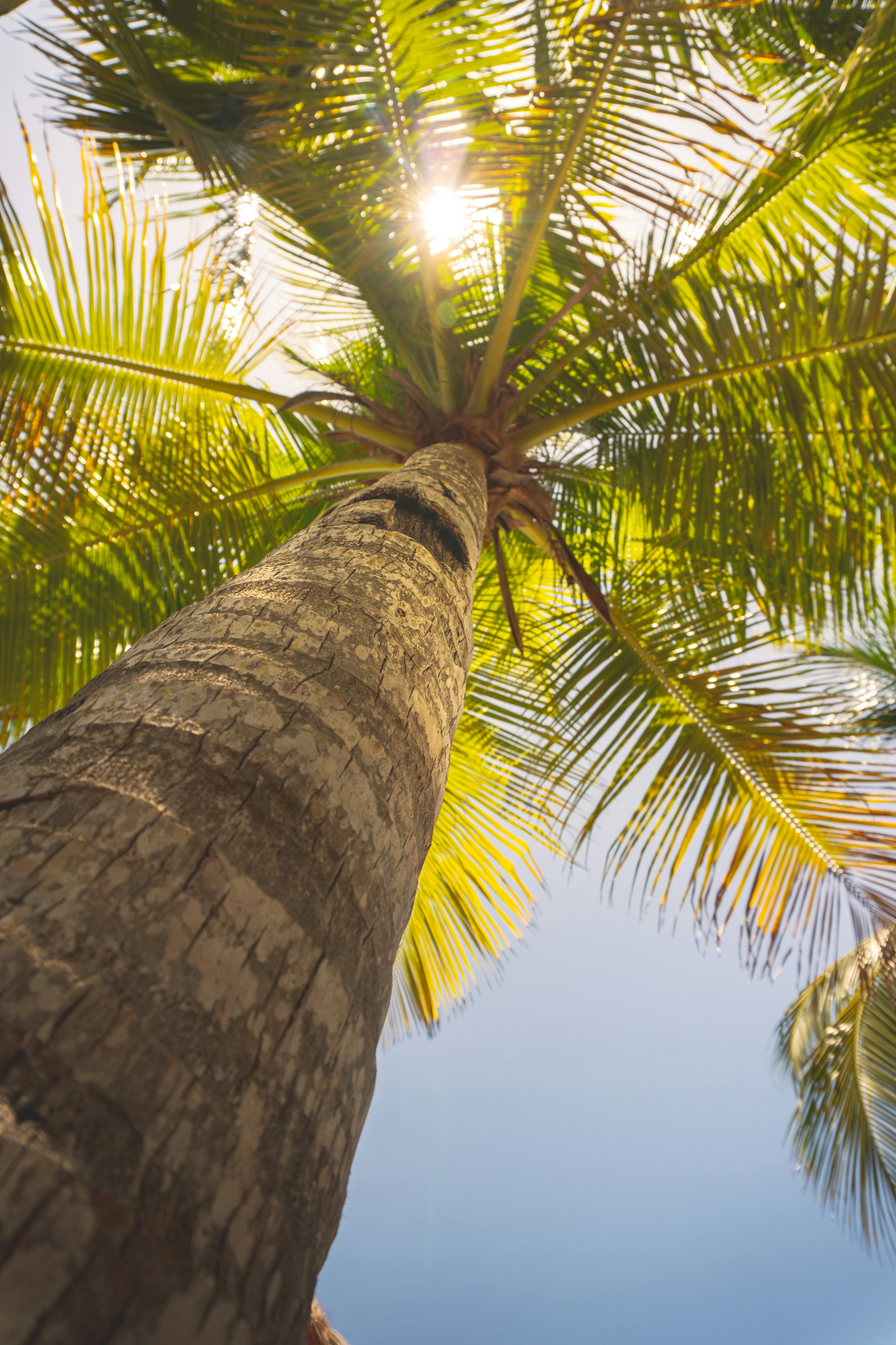 Piercing Palm: Sunlit Fronds Converge Above the Trunk