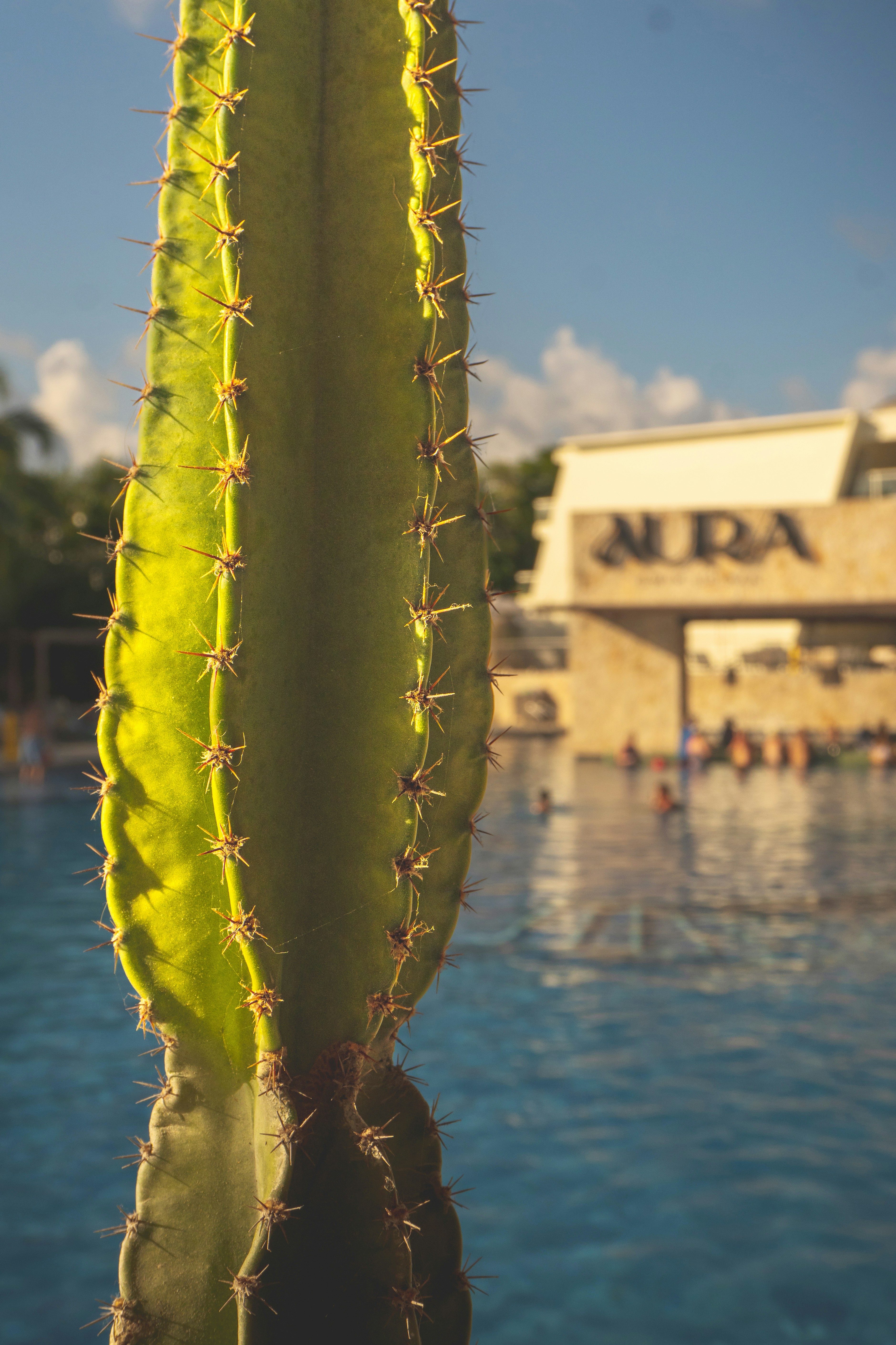 Sunlit Cactus Slice Over an Amphibious Plaza