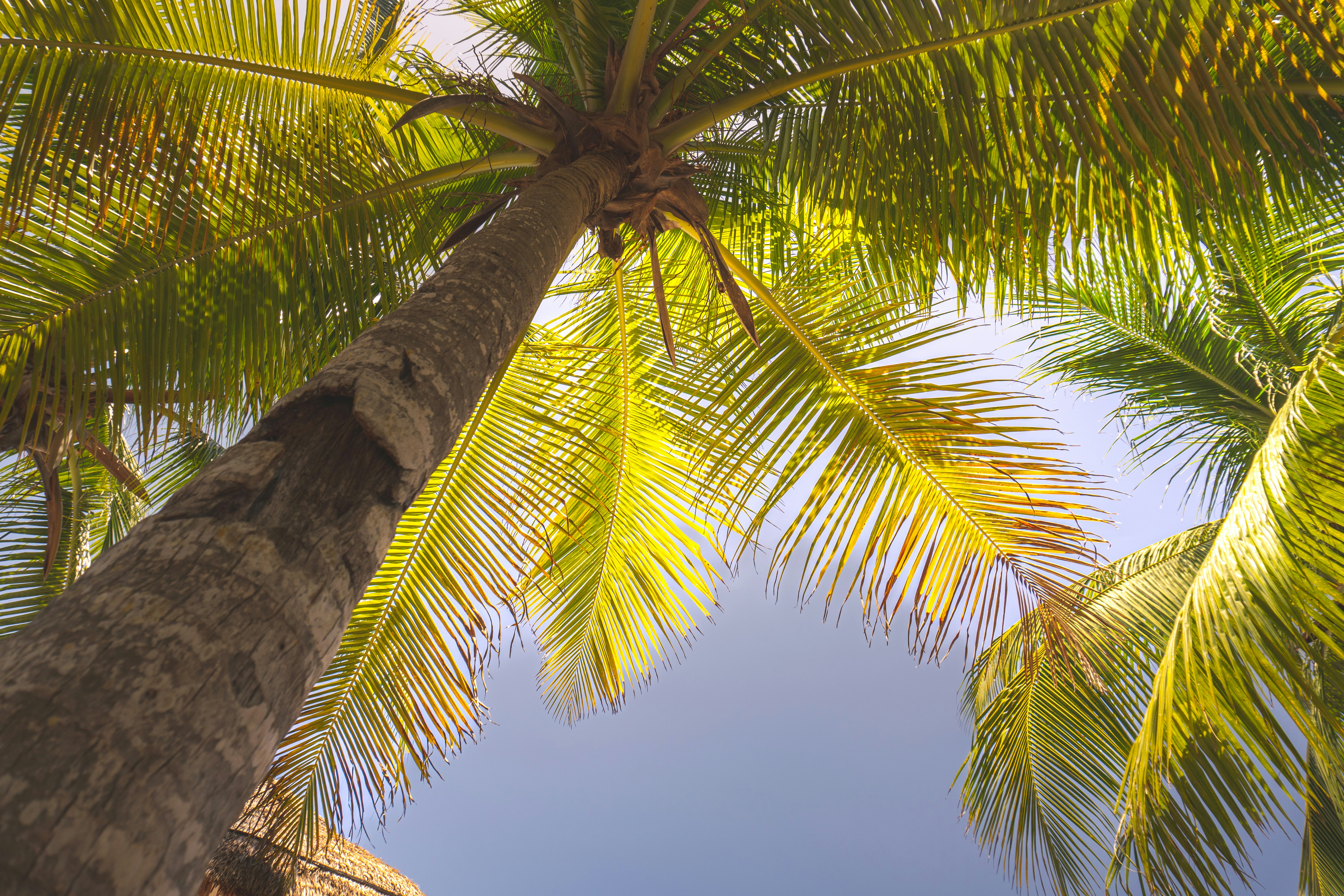 Upward Tilt: Sunlit Palm Canopy Converging Toward the Sky