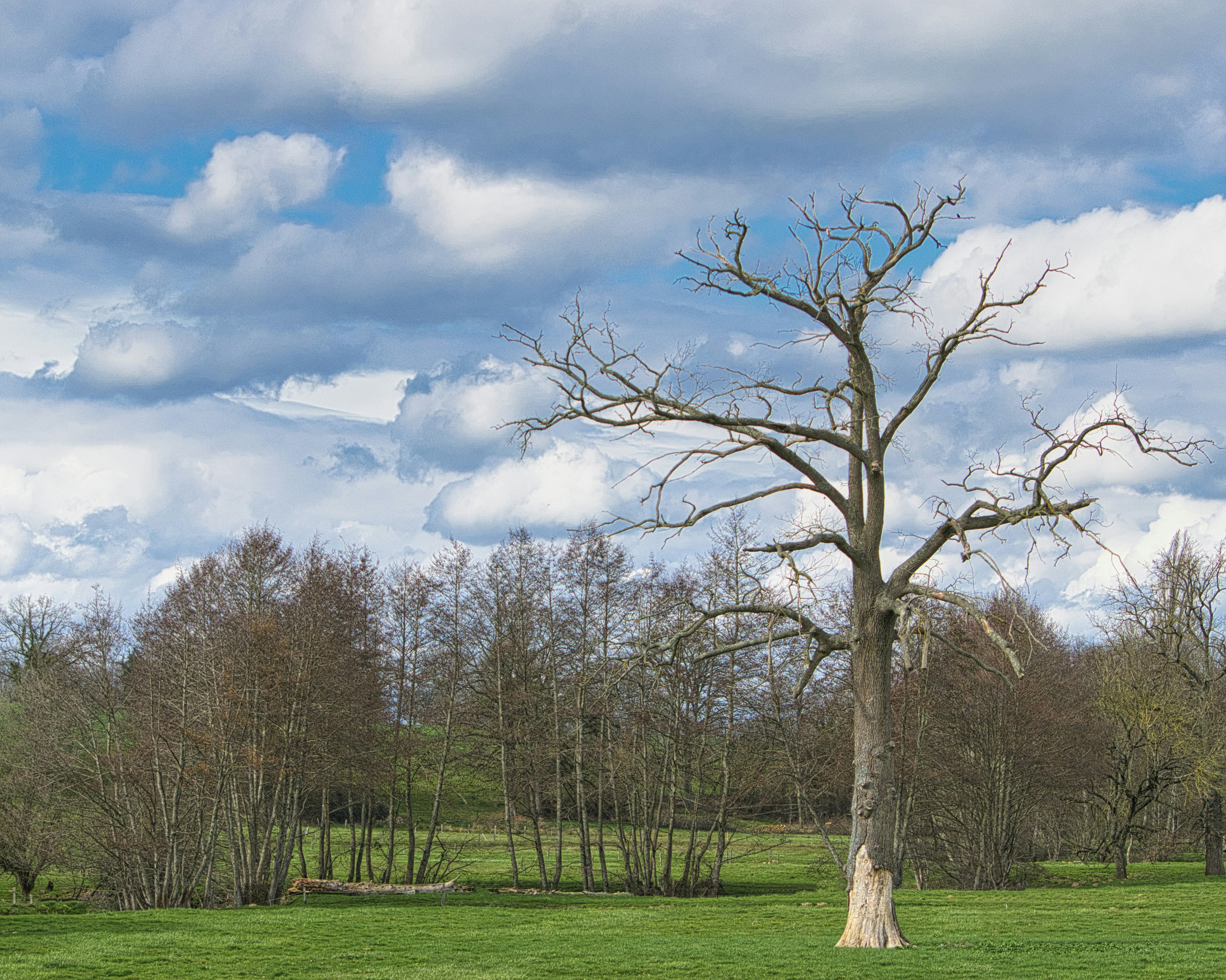Lonely Sentinel: A Weathered Tree Standing Against a Quiet Landscape