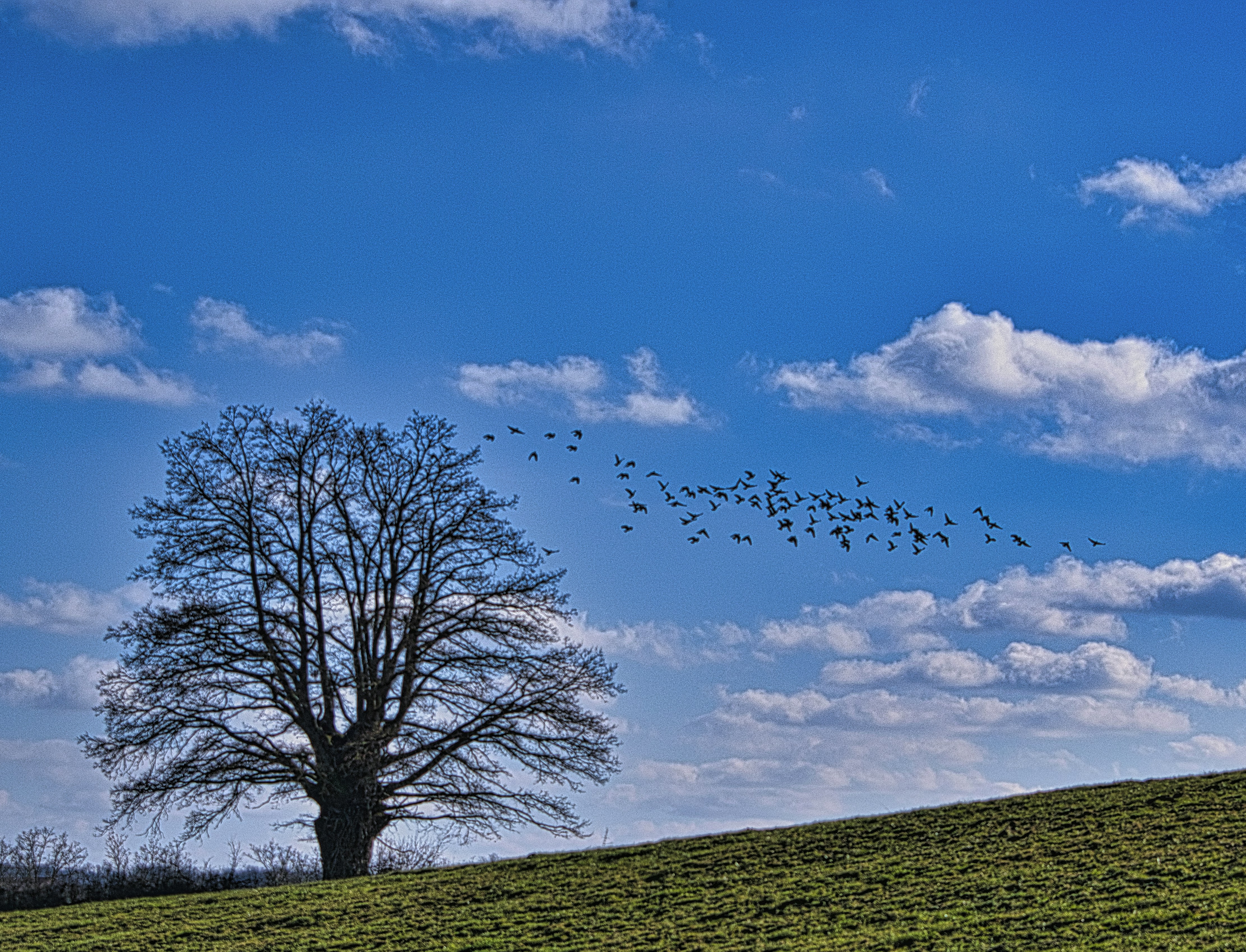 Lone Oak on a Gentle Slope Under a Squadron of Sky
