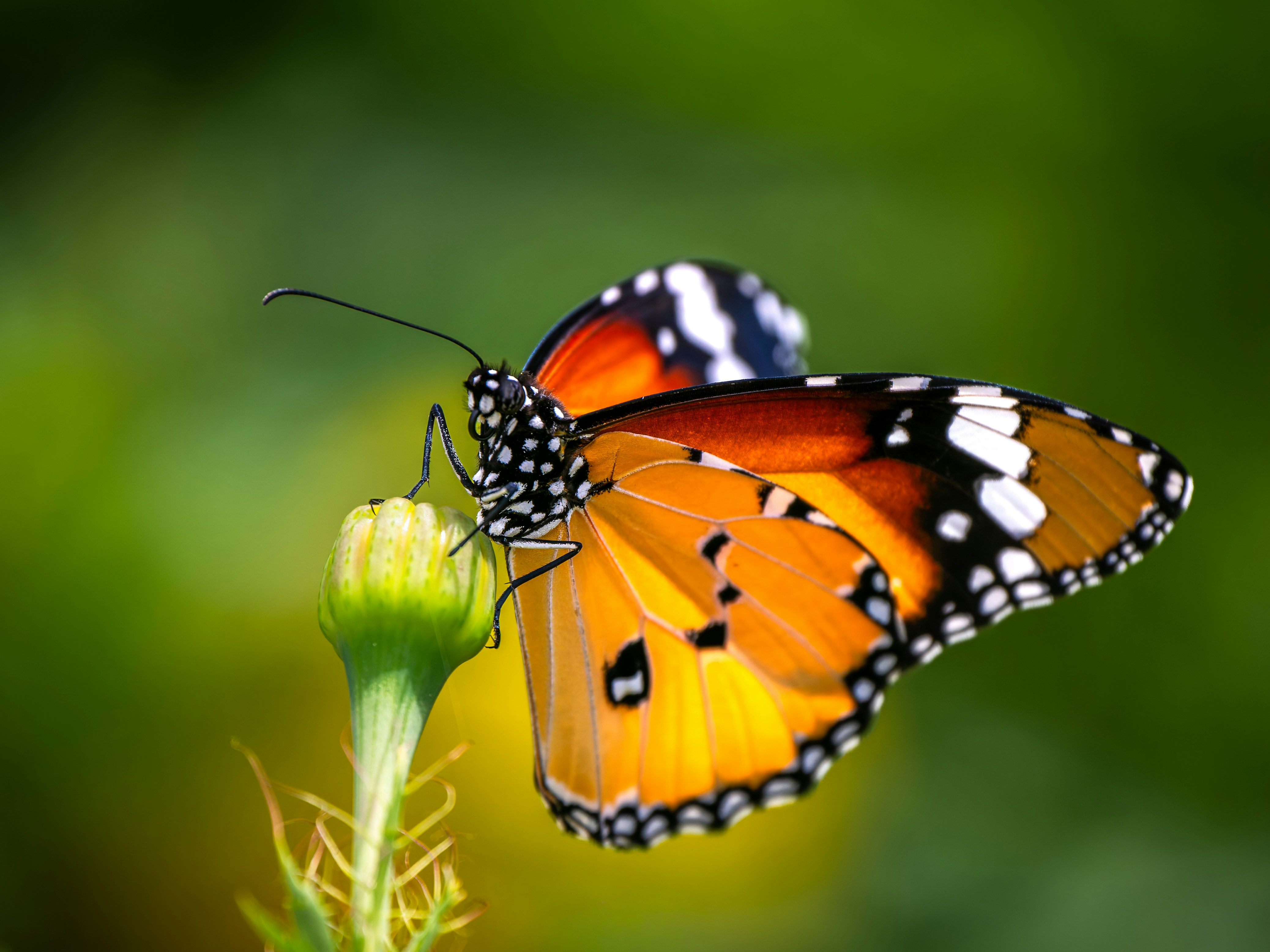 Scarlet Wings at Dappled Green: A Regal Monarch in Quiet Focus