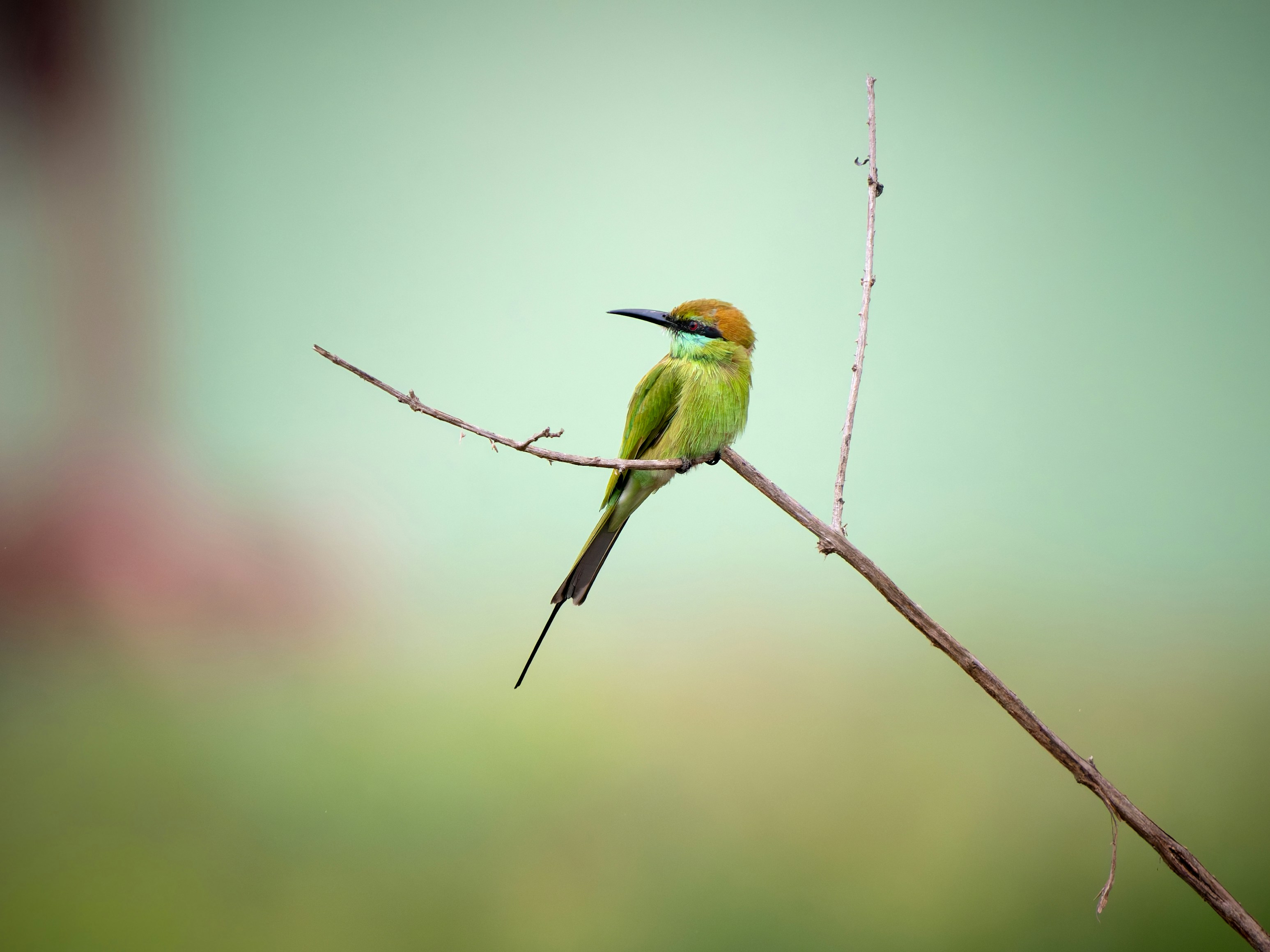 Verdant Warbler on a Quiet Branch