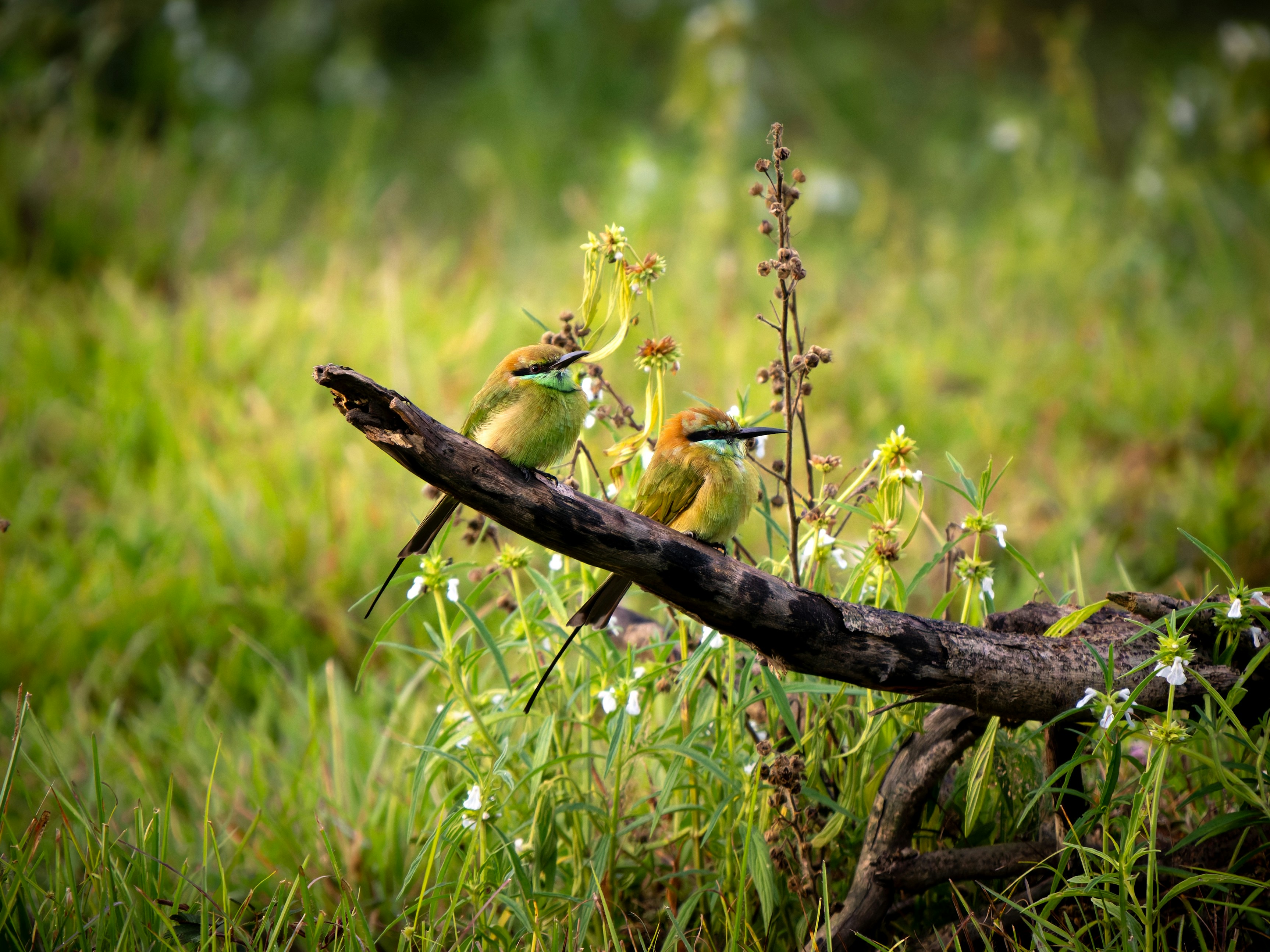 Two Bee-eaters on a Weathered Branch in a Sunlit Meadow