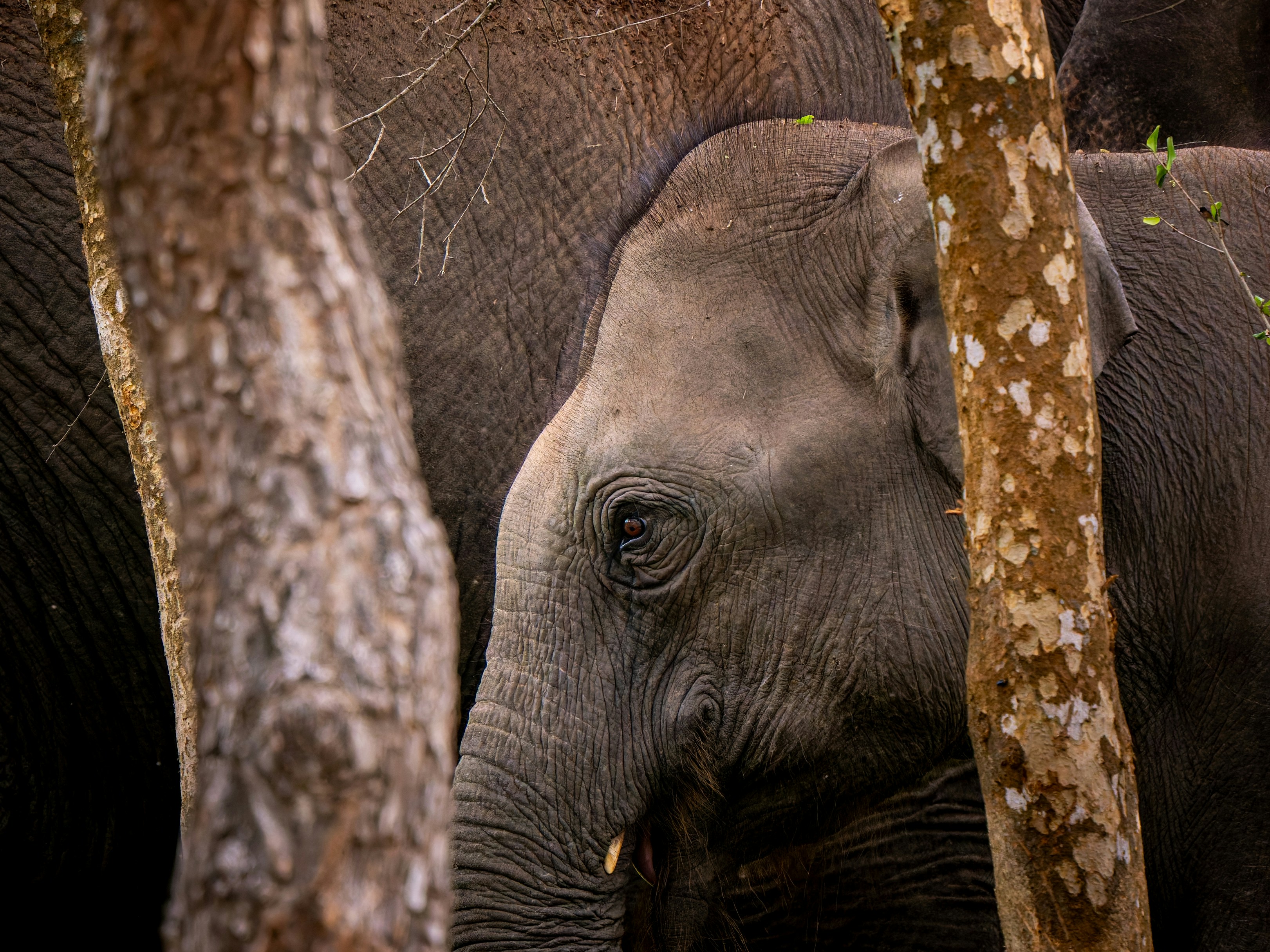 Gentle Giant in a Narrow Corridor of Light