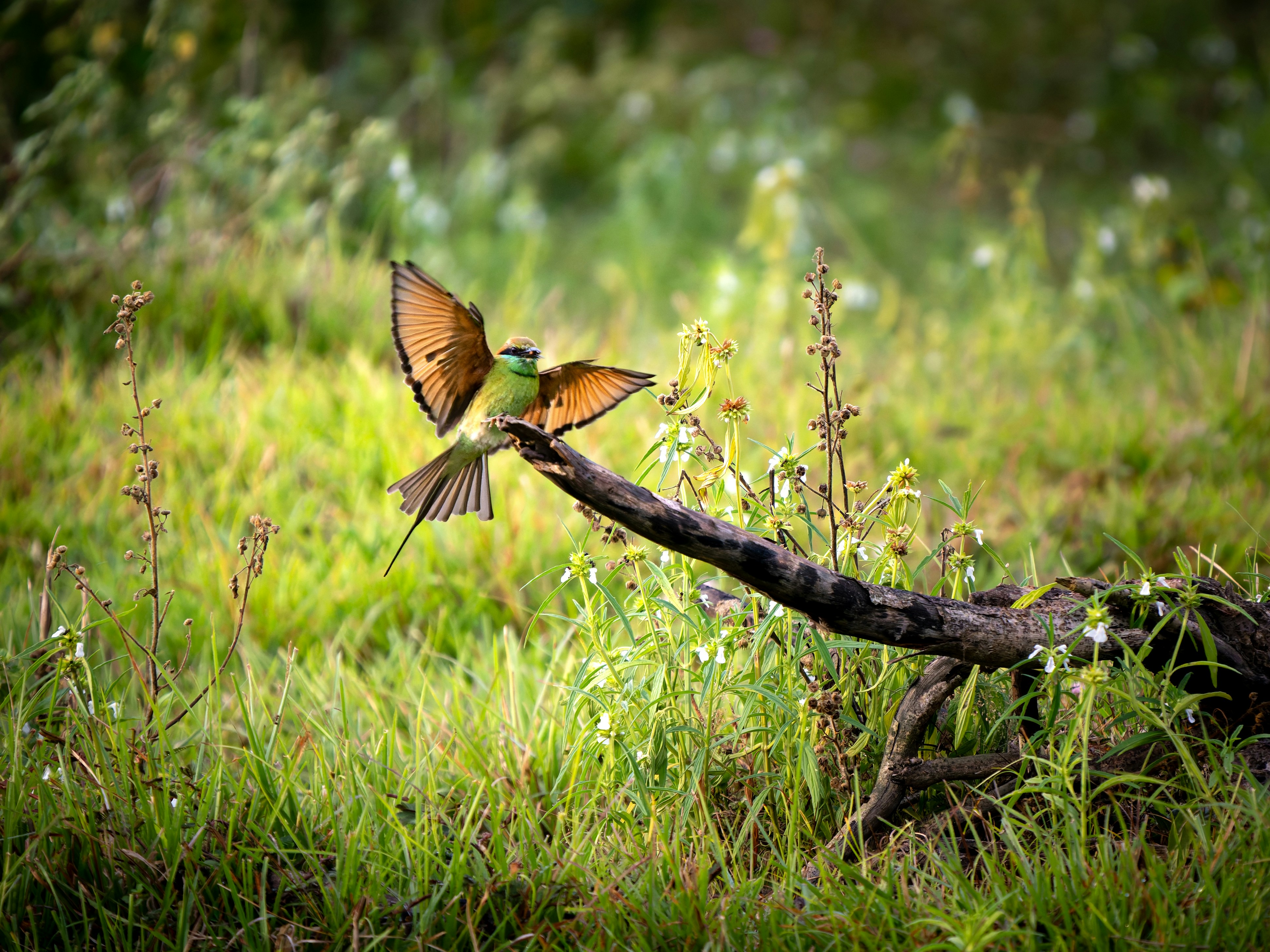 Winged Moment: A Green-backed Kingfisher in Mid‑Landing