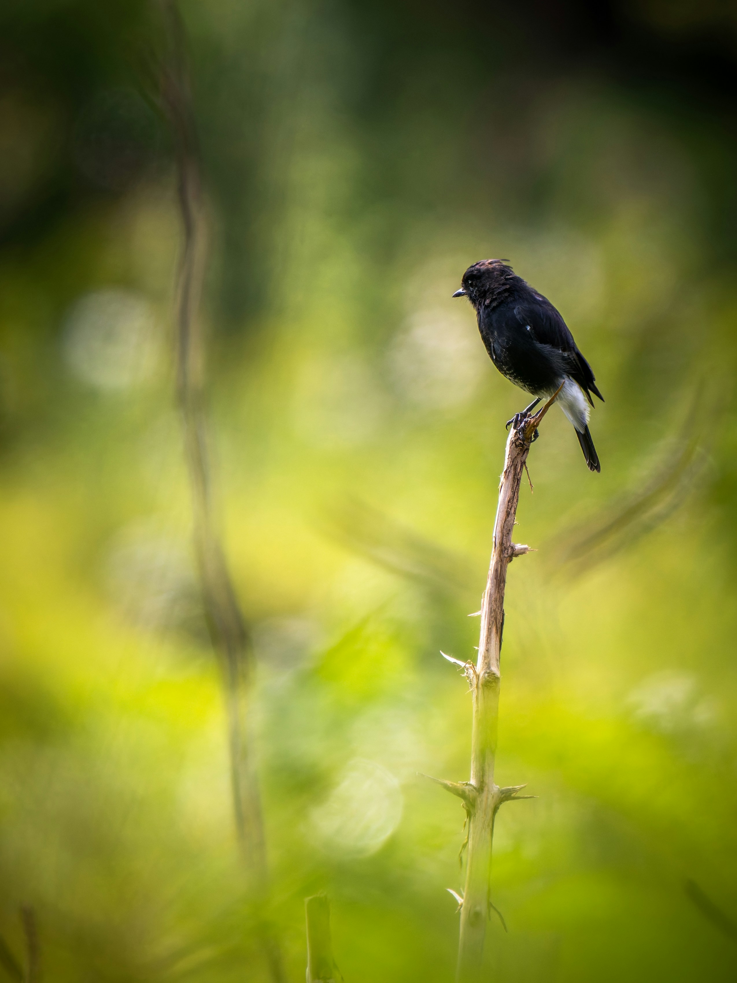 High Perch, Tiny Sentinel: A Black Bird on a Thorn