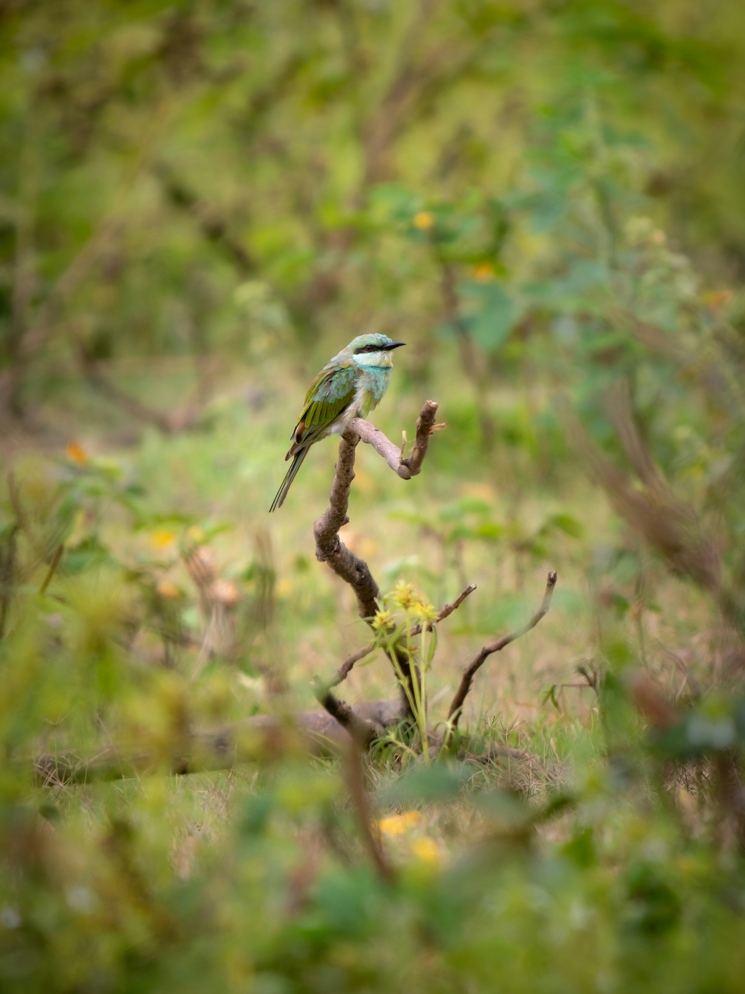 Blue-shouldered Kingfisher in a sunlit thicket