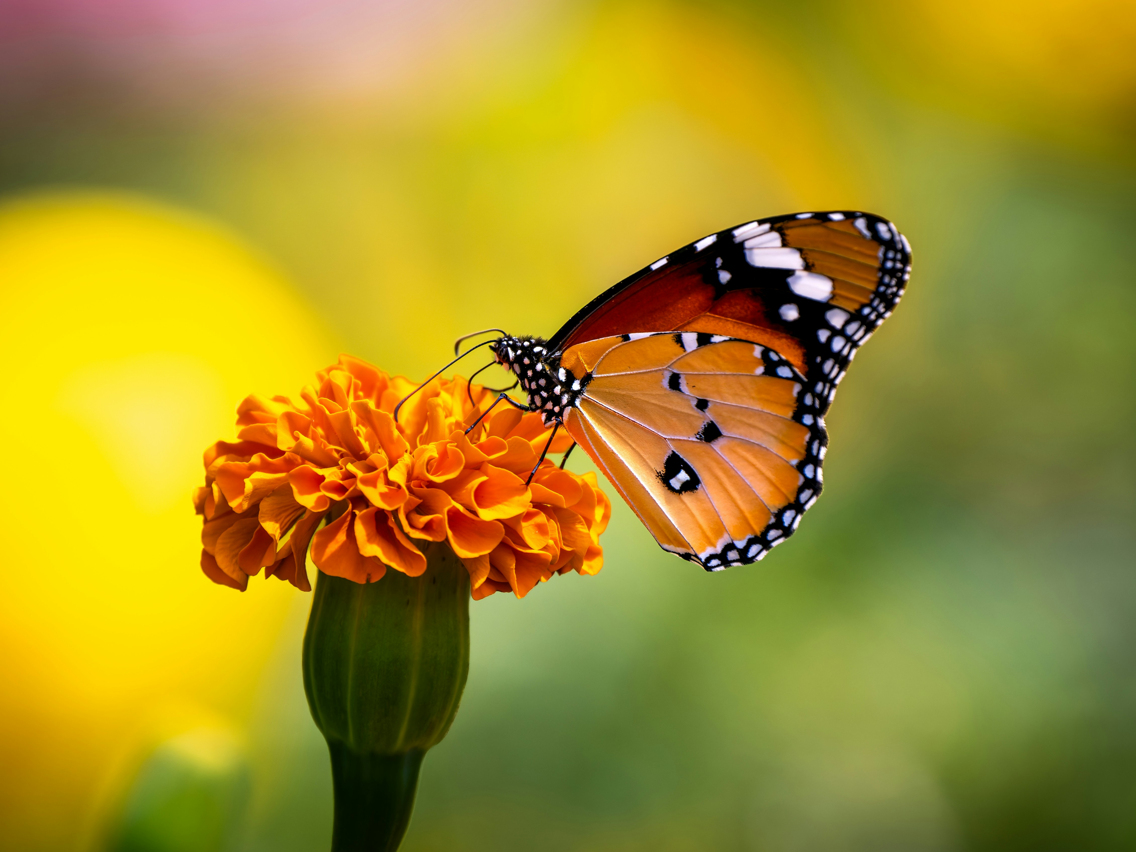 Butterfly in Juicy Orange: A Delicate Moment Amid Spring Bloom