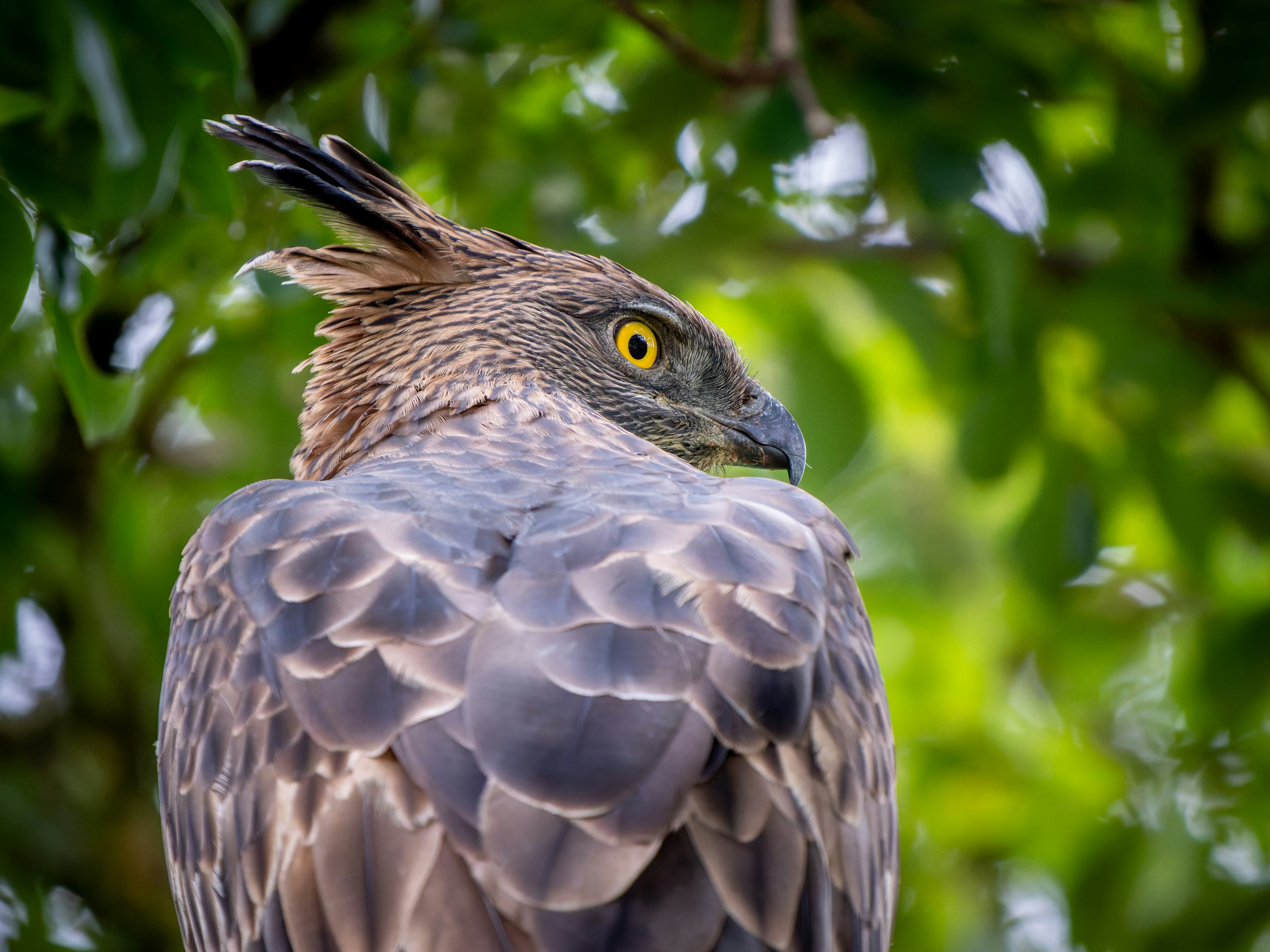 A Watchful Eye Amid Green Foliage
