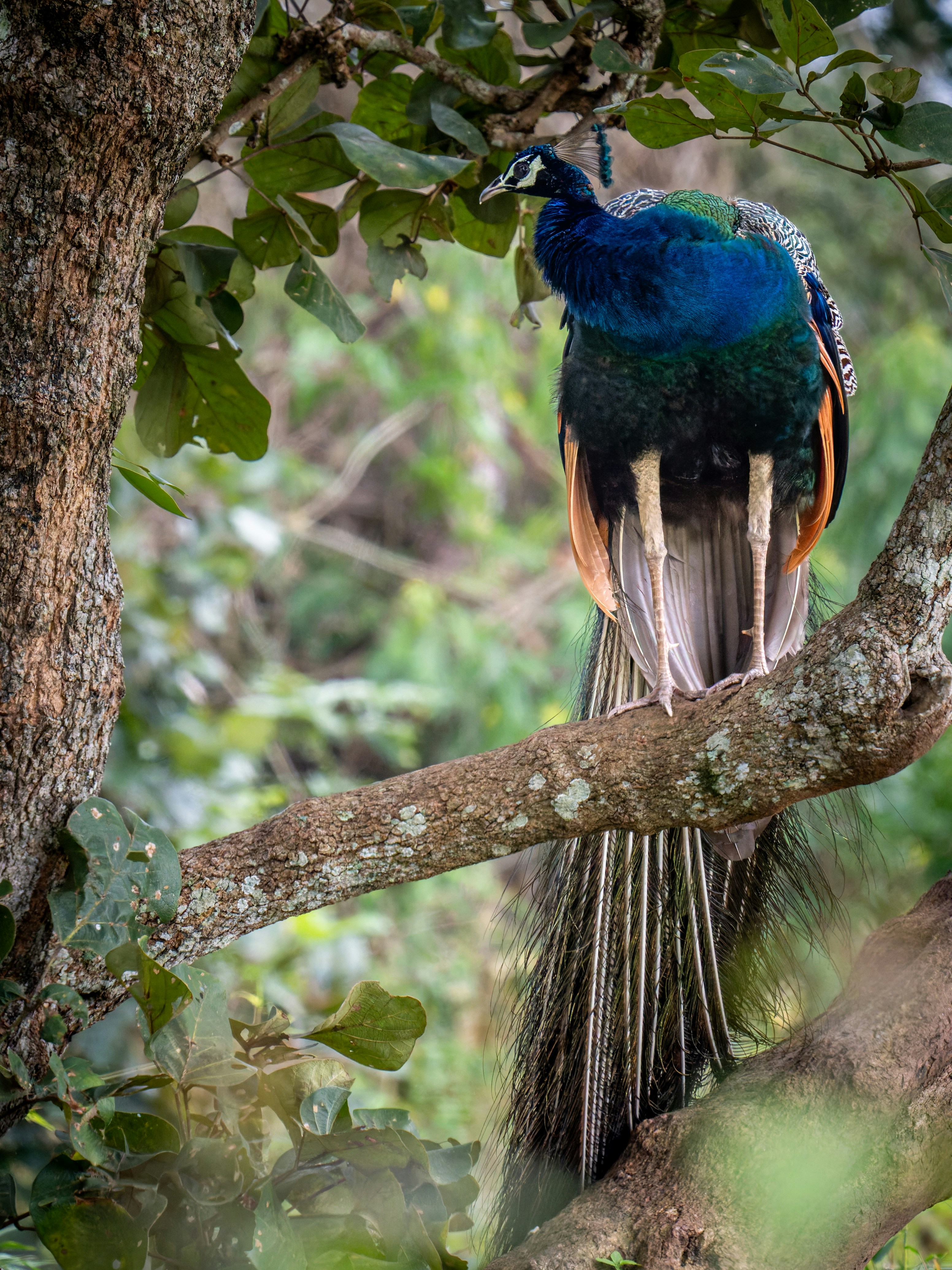Emerald Crown on a Branch: A Peacock at Rest