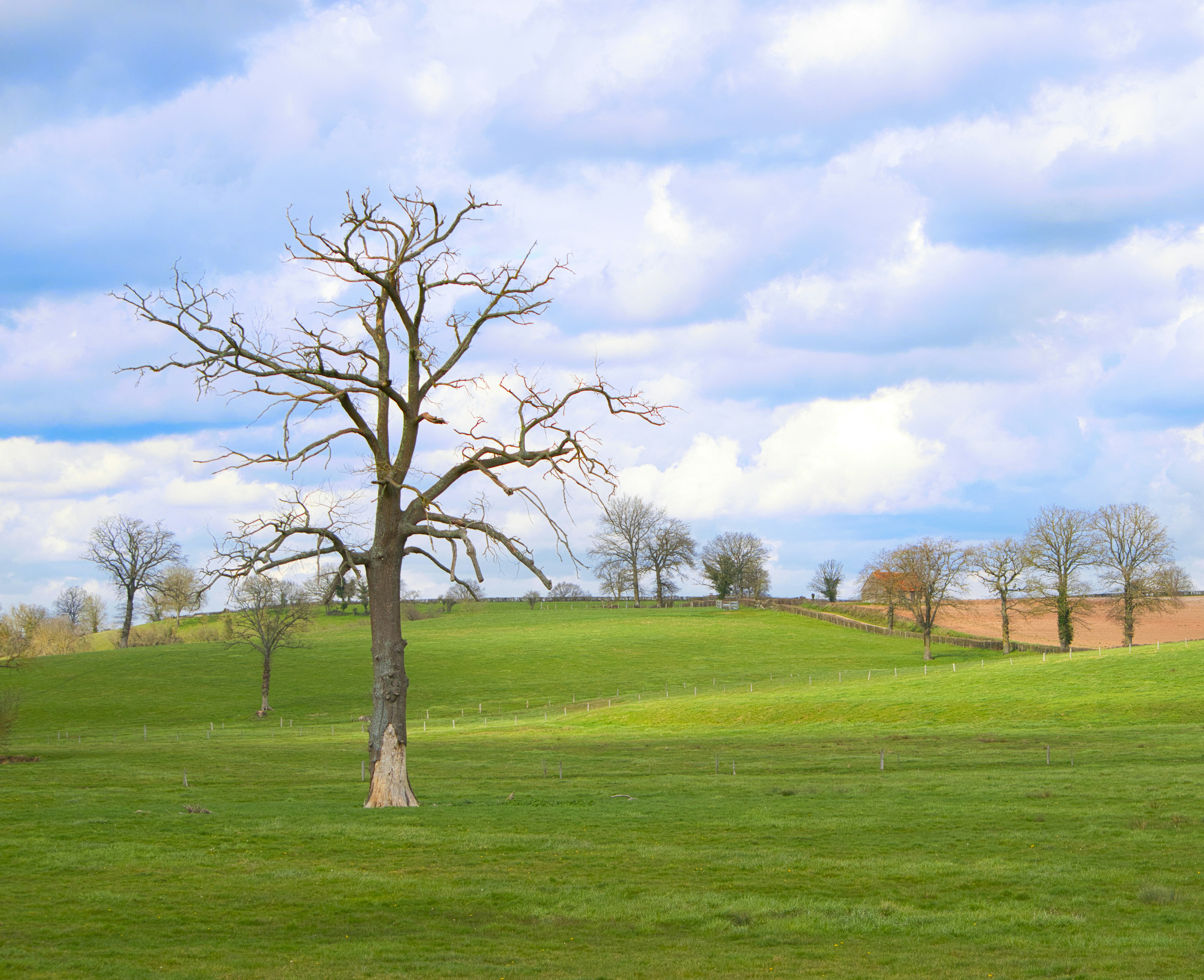 Lone Bare-branched Tree Standing Guard over Verdant Fields