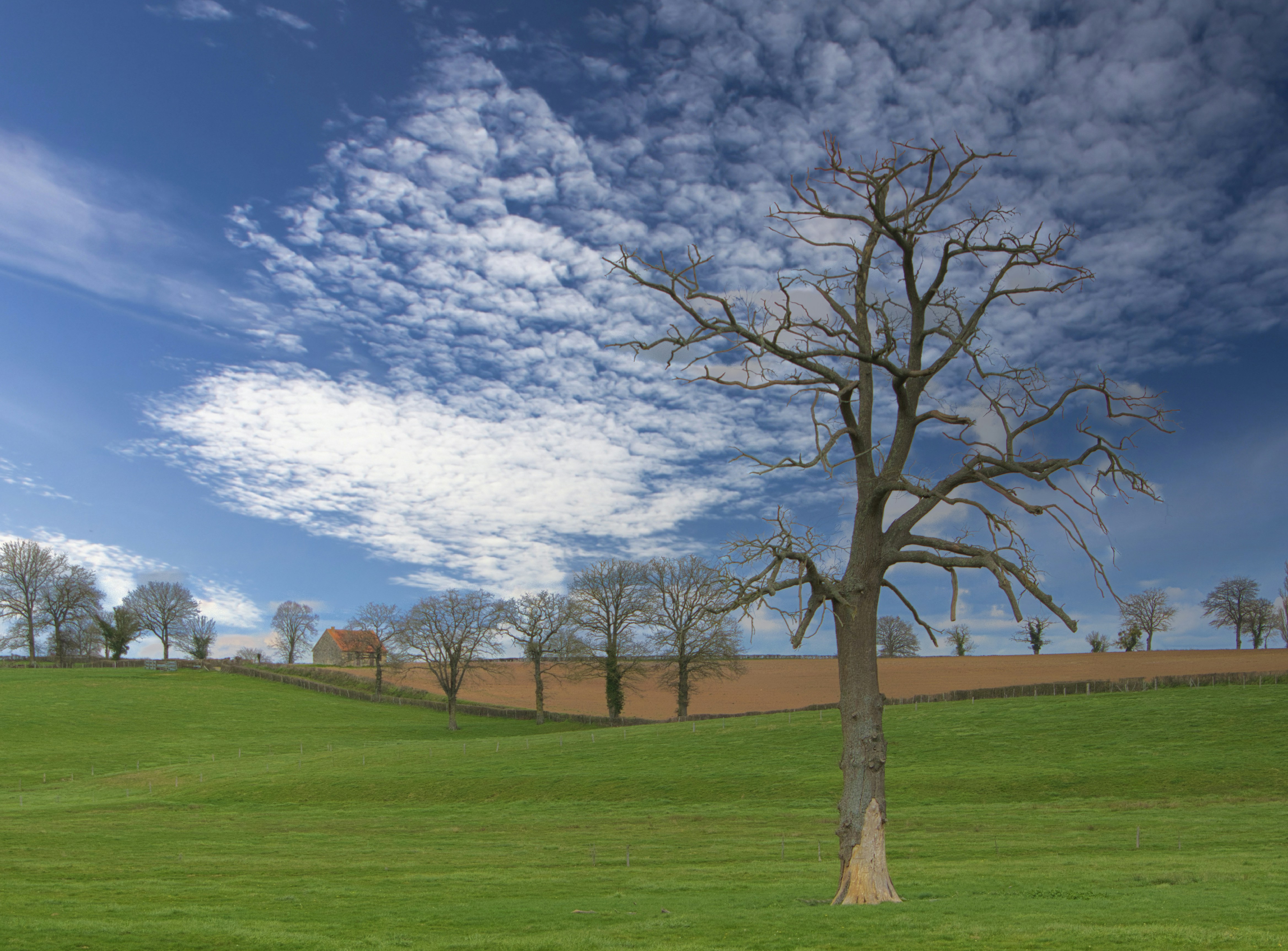 Century-Worn Lone Tree Stands Guard Over Rolling Green Fields