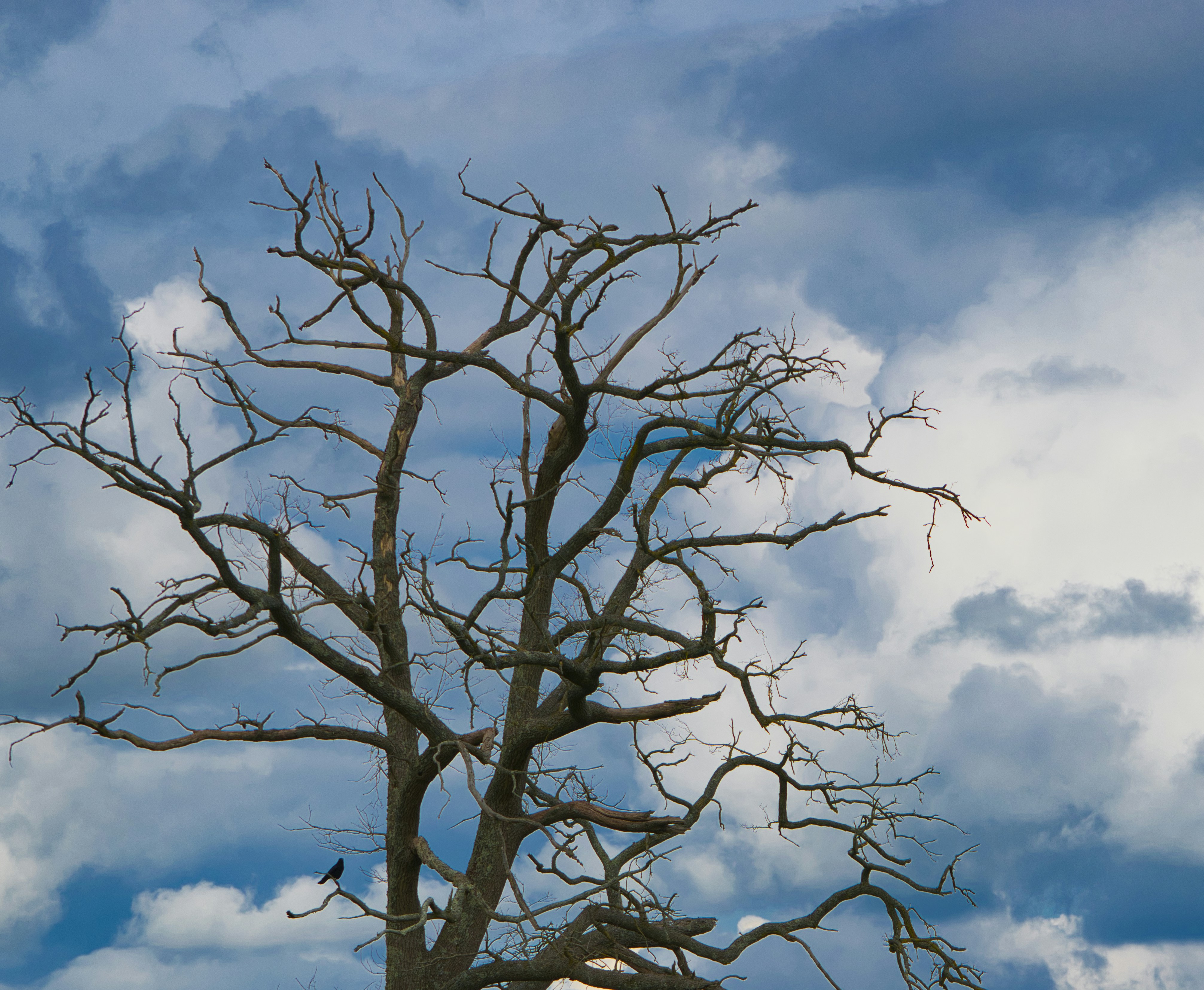 Bare Boughs Reaching into a Painted Sky