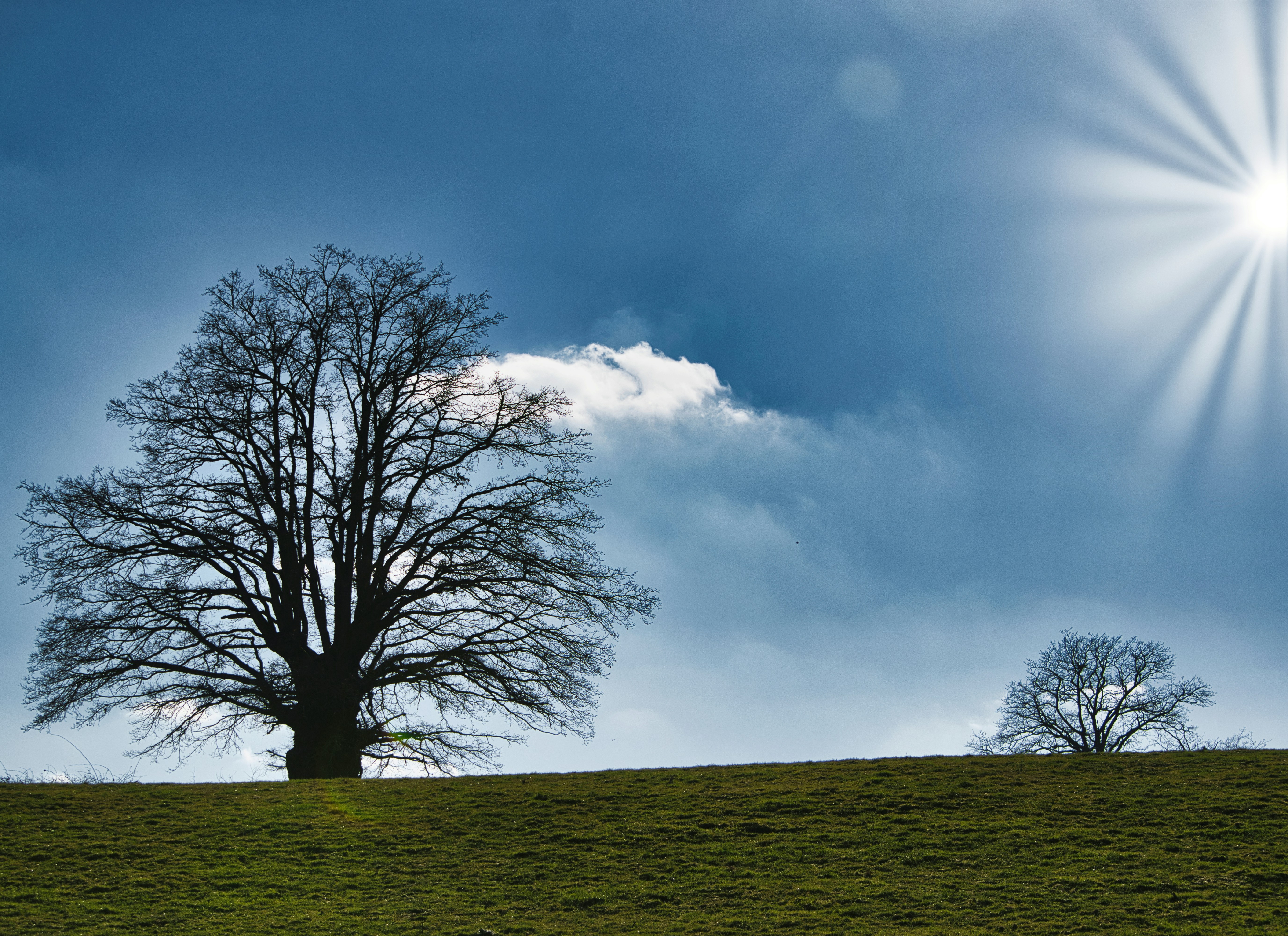 Two solitary trees under a bright afternoon sky