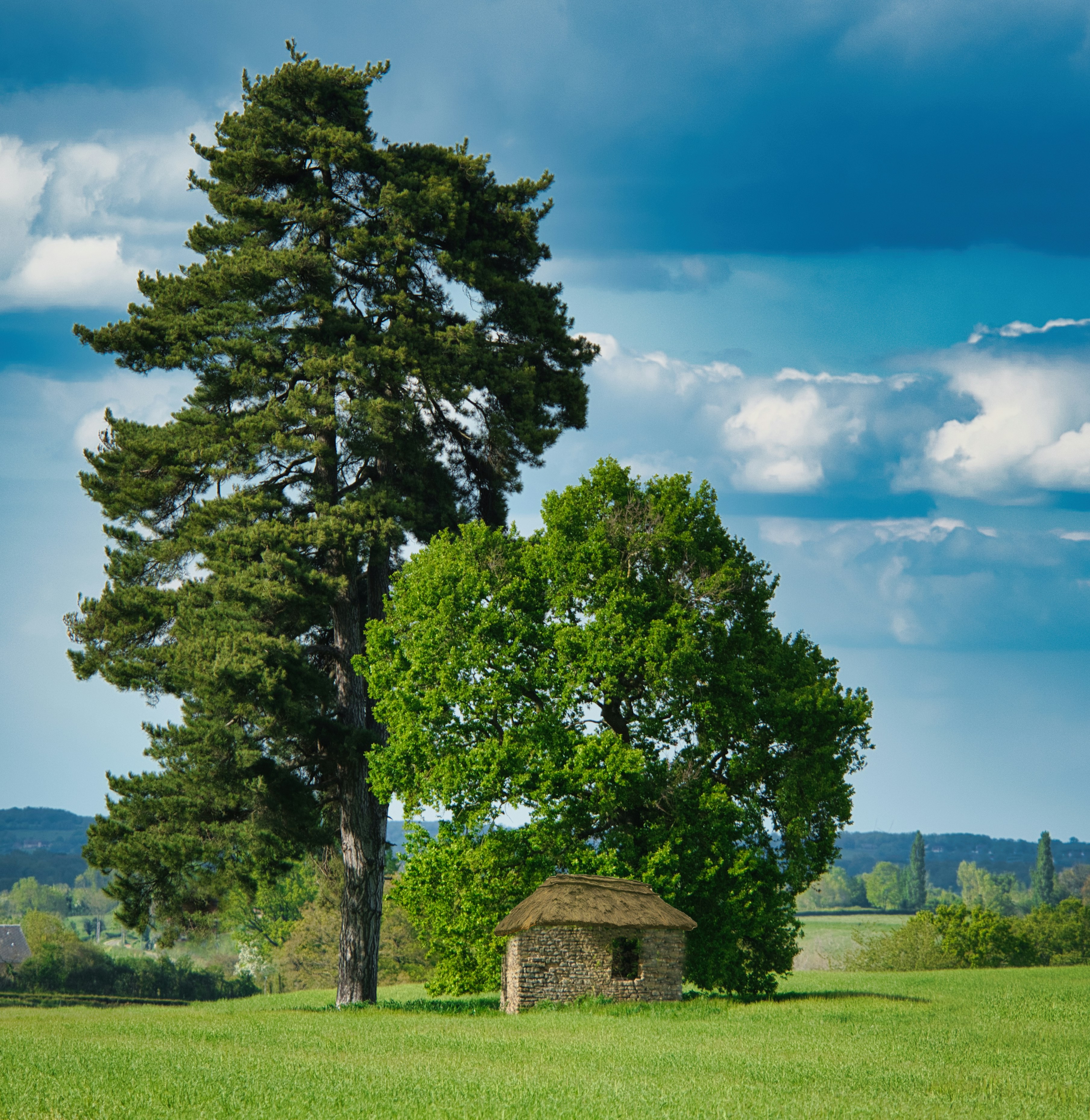 Two Ancient Trees and a Stone Shed in Emerald Field