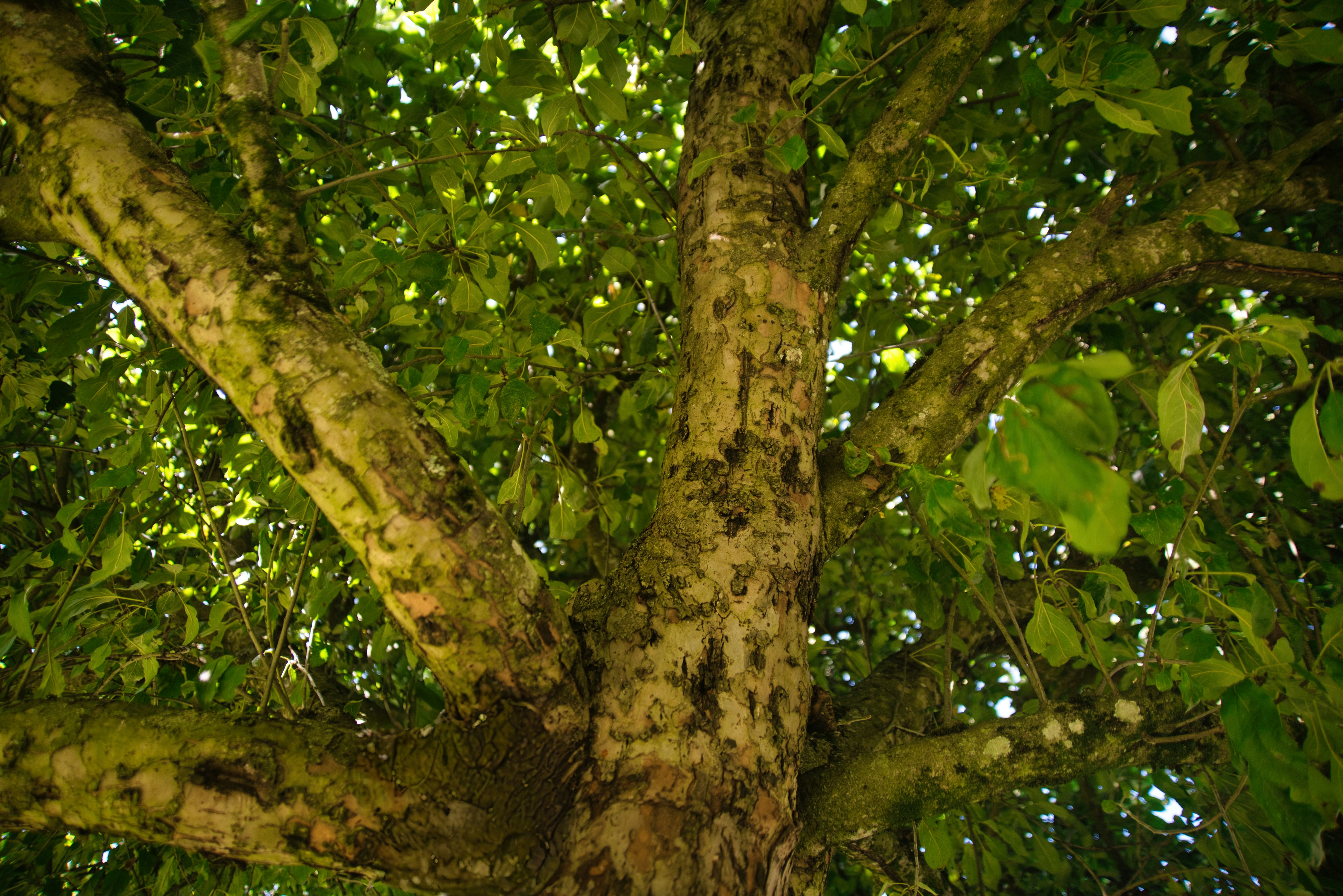 The Forum of Bark and Branches
