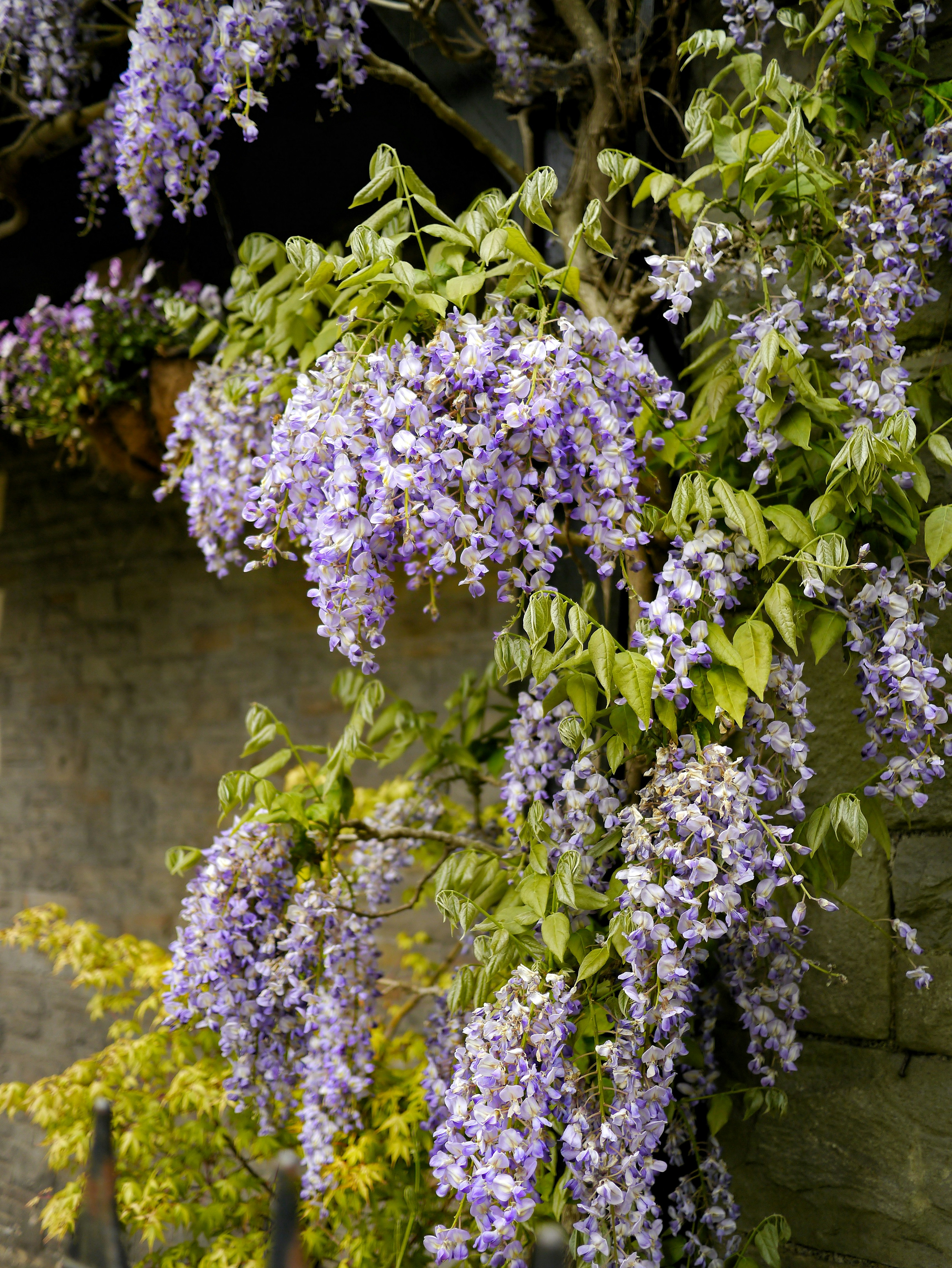 Lavender Cascade on a Stone Wall