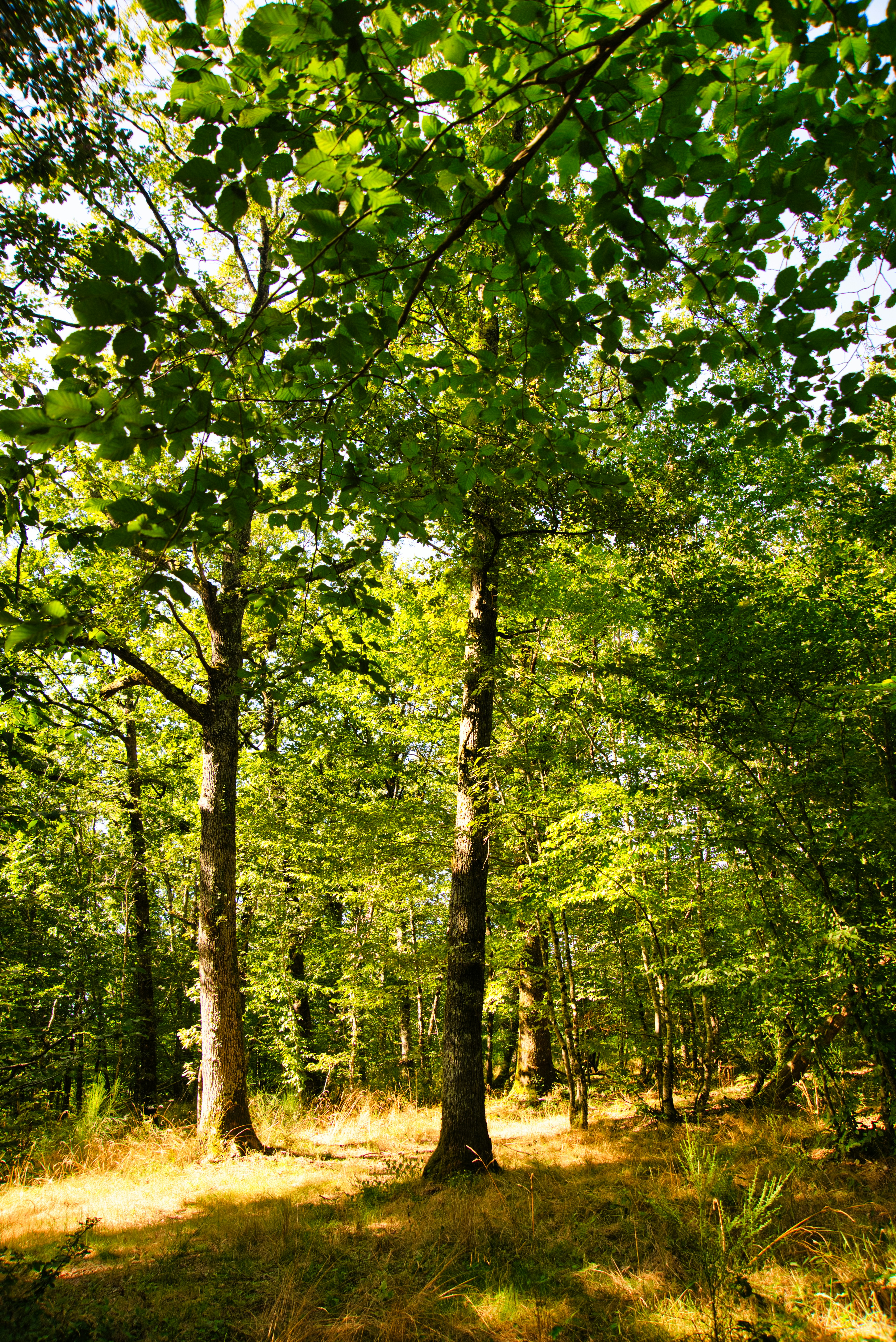Sunlit Forest Canopy: Dappled Light Between Ancient Trunks