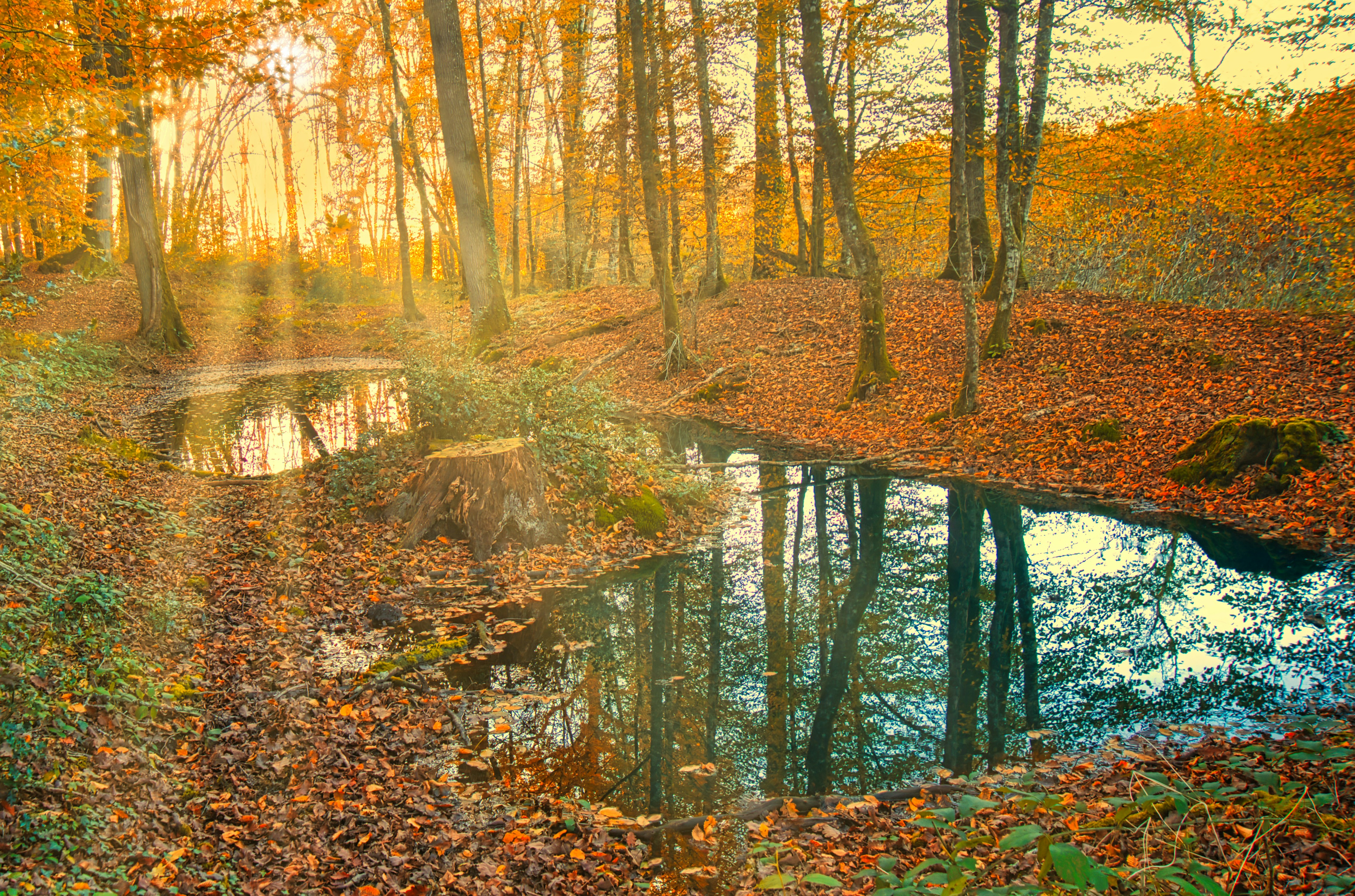Autumn Echoes on a Quiet Pond Corridor