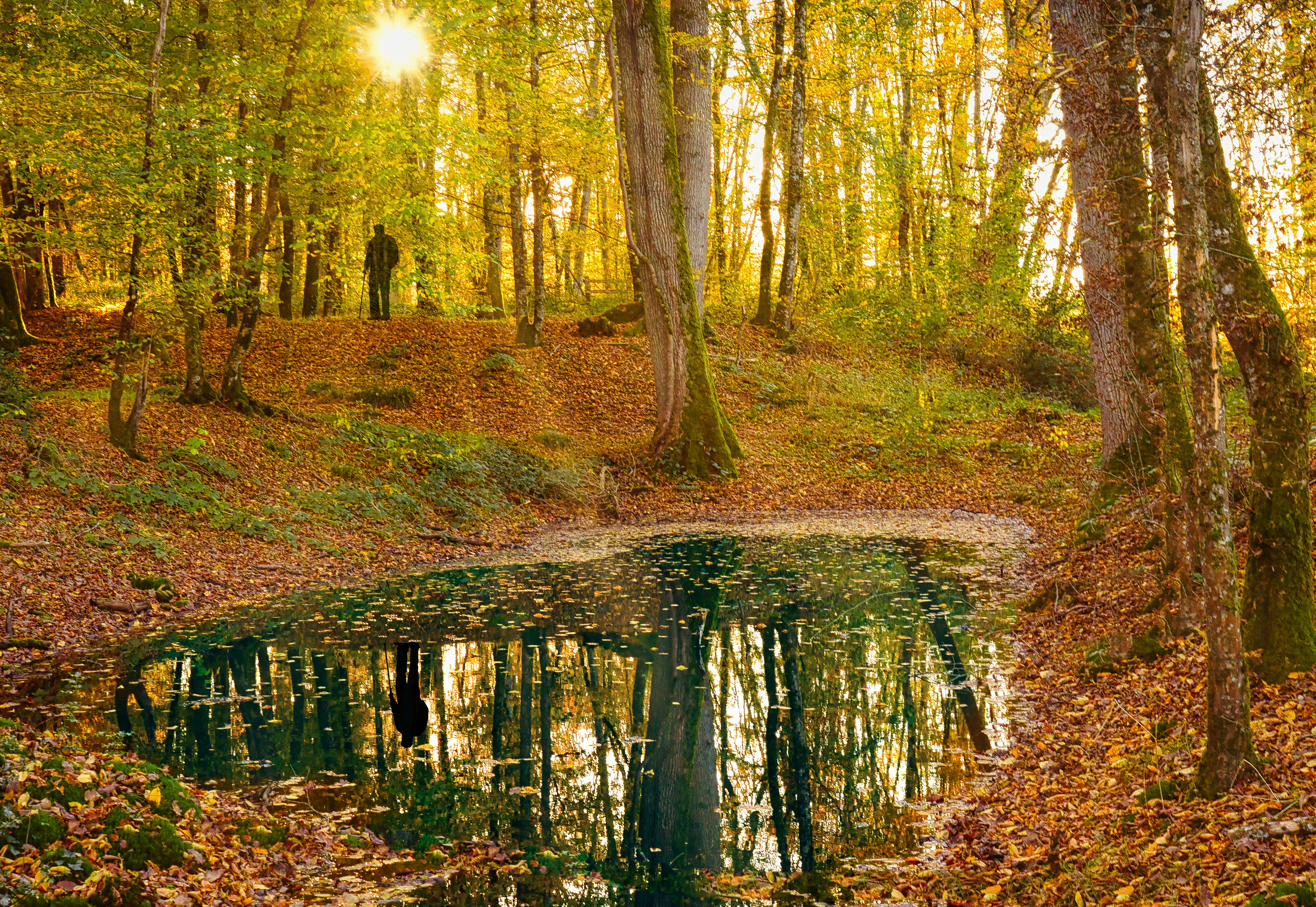 Autumn Stillness by the Puddle