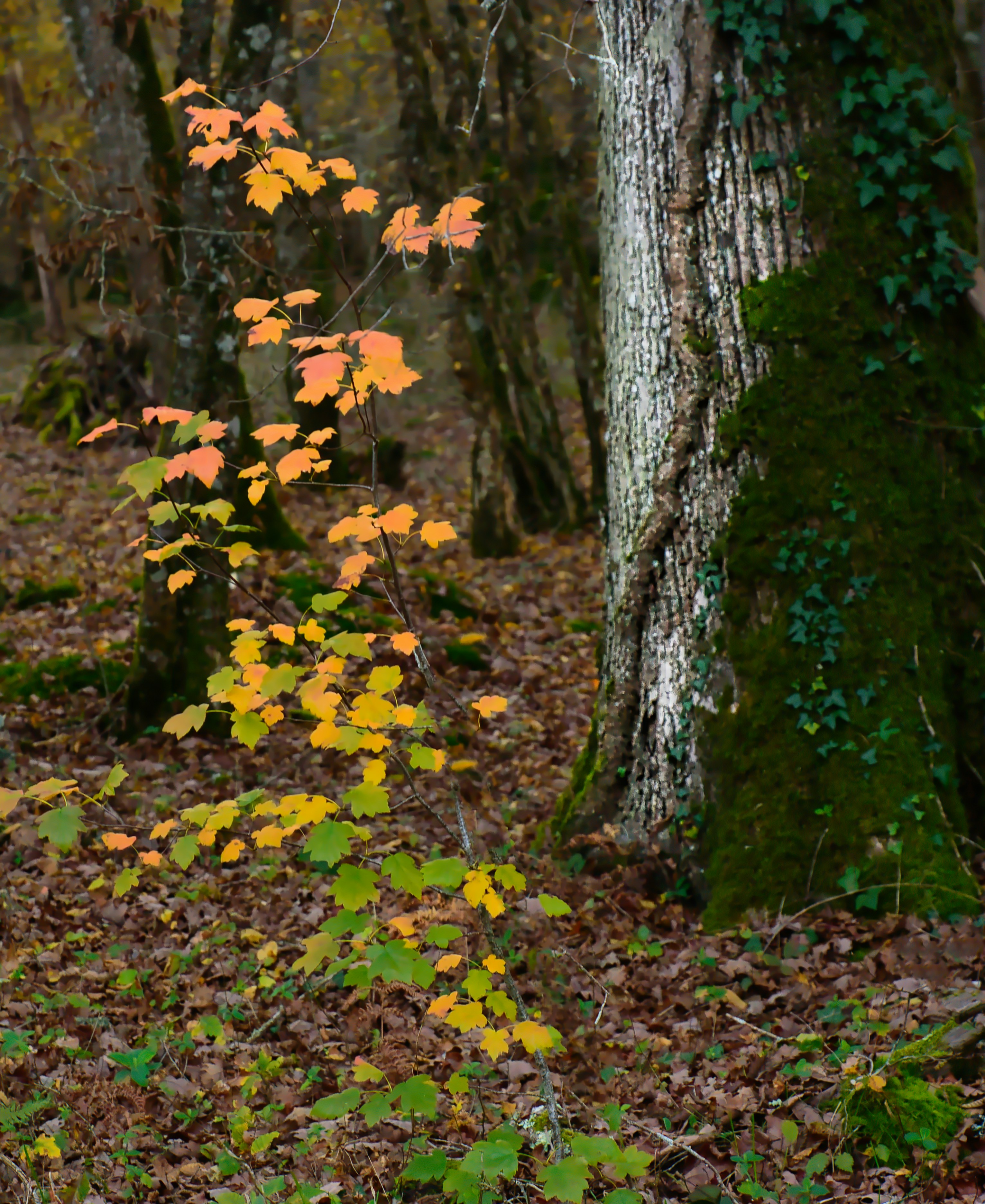 Autumn Vine Scurving Toward the Mossy Trunk