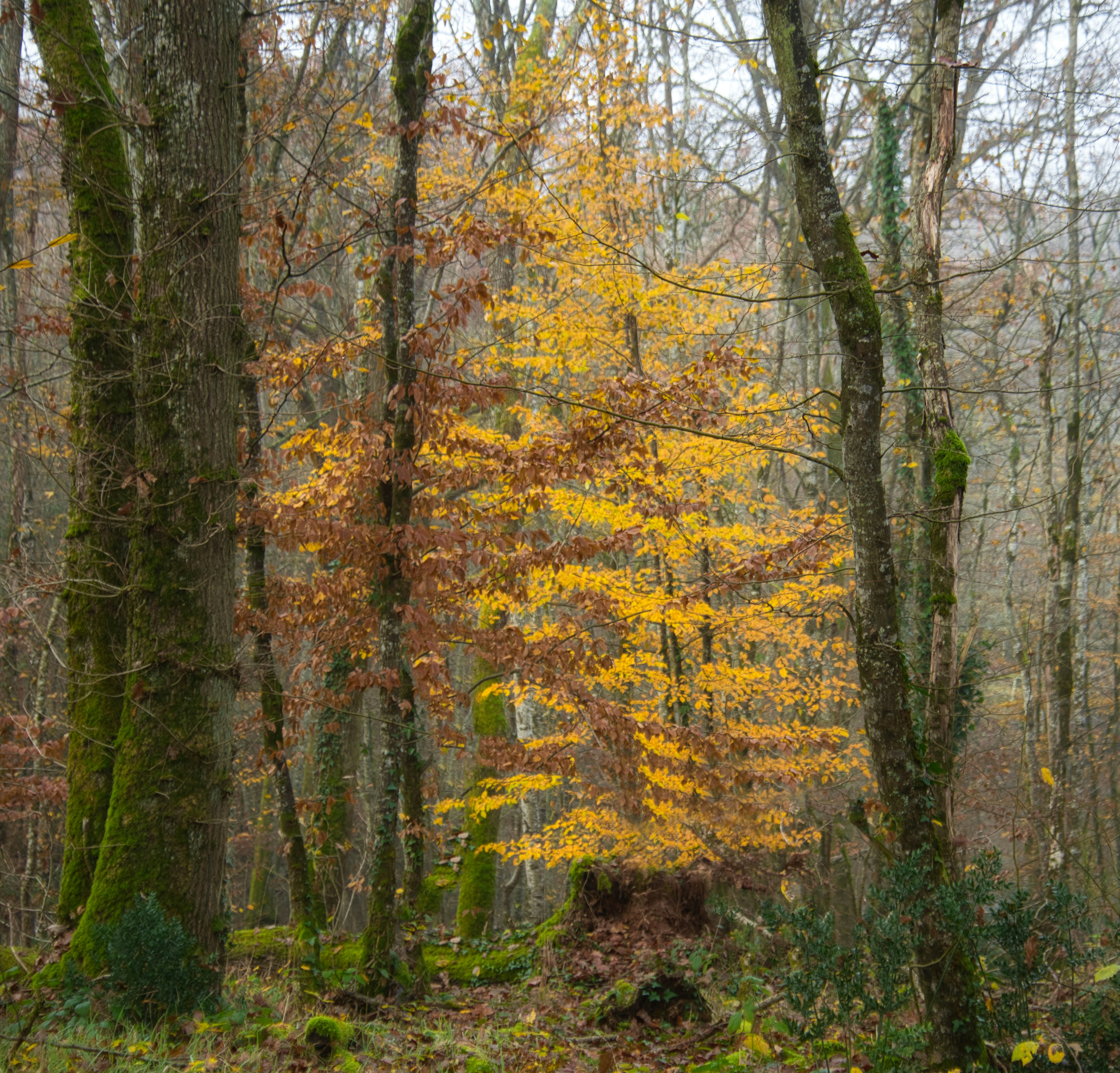 Autumn Arrow: A Quiet Forest Corridor Painted in Gold and Moss