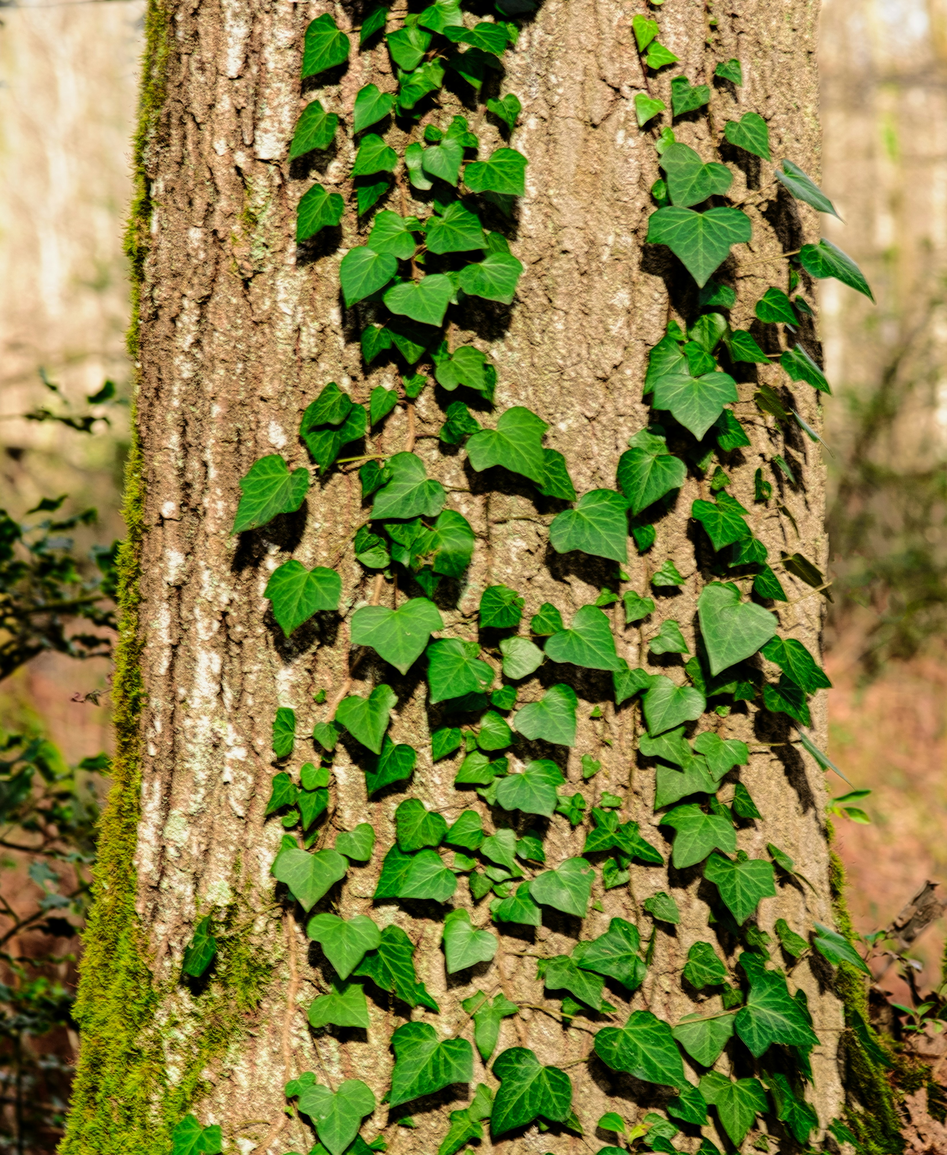 Vine-Cloaked Trunk: A Quiet Forest Portrait