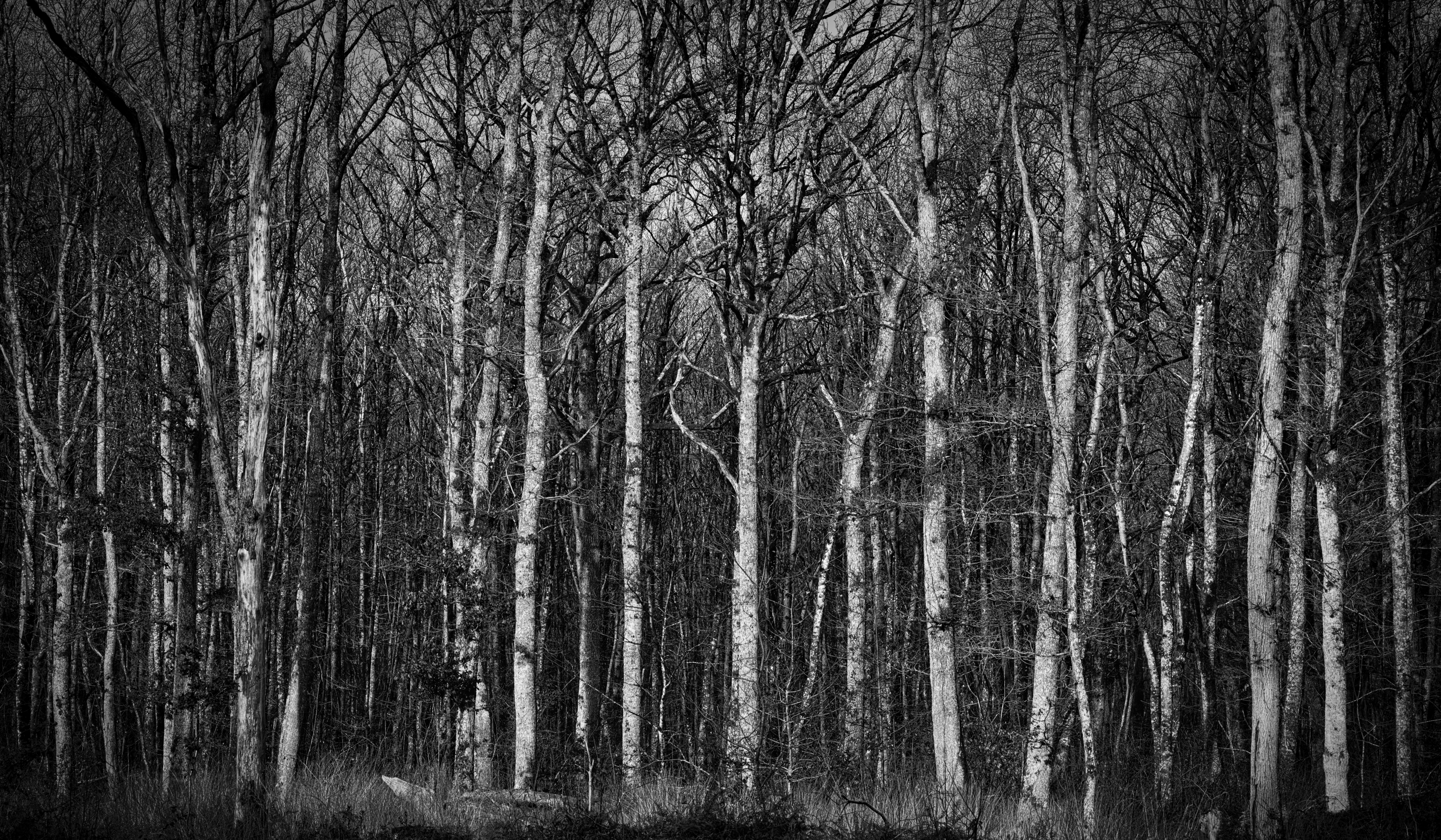 Midwinter Silent Spine: A Line of Trees in Mono